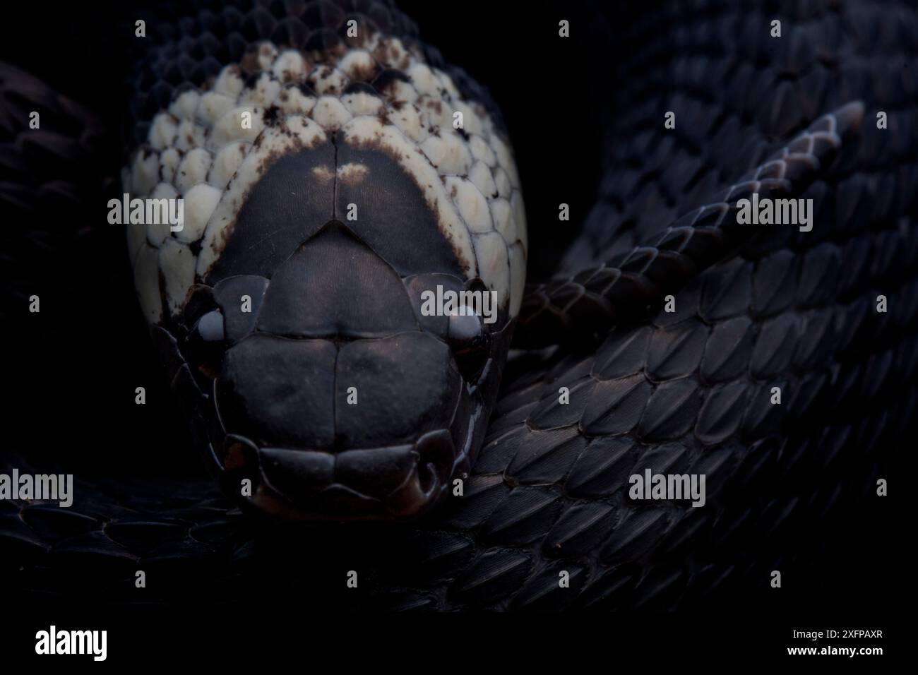 Ninia snake hi-res stock photography and images - Alamy