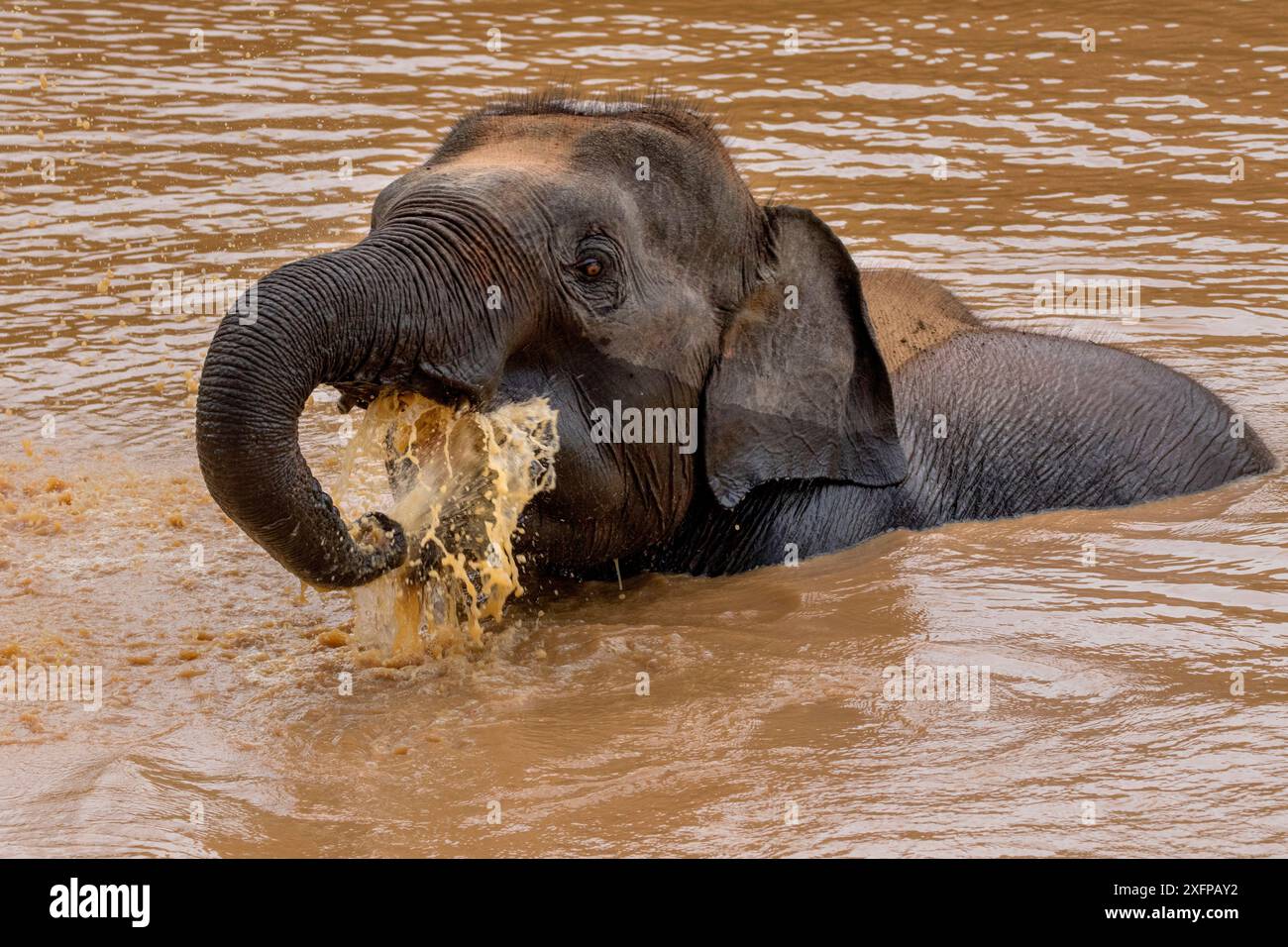 Sri Lankan elephant (Elephas maximus maximus) drinking in water, Yala ...