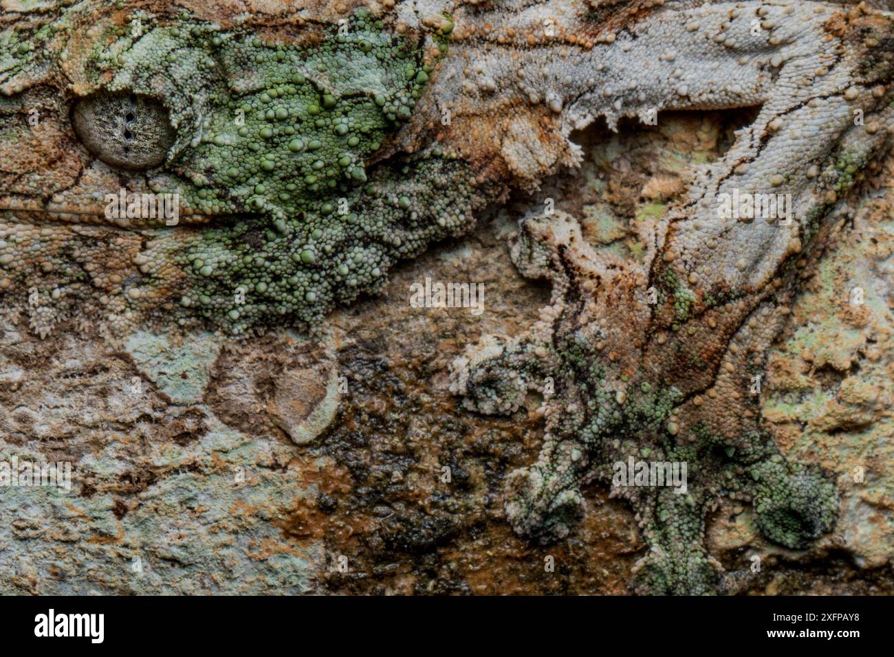 Leaf tailed gecko (Uroplatus sicorae) close up of camouflage skin ...
