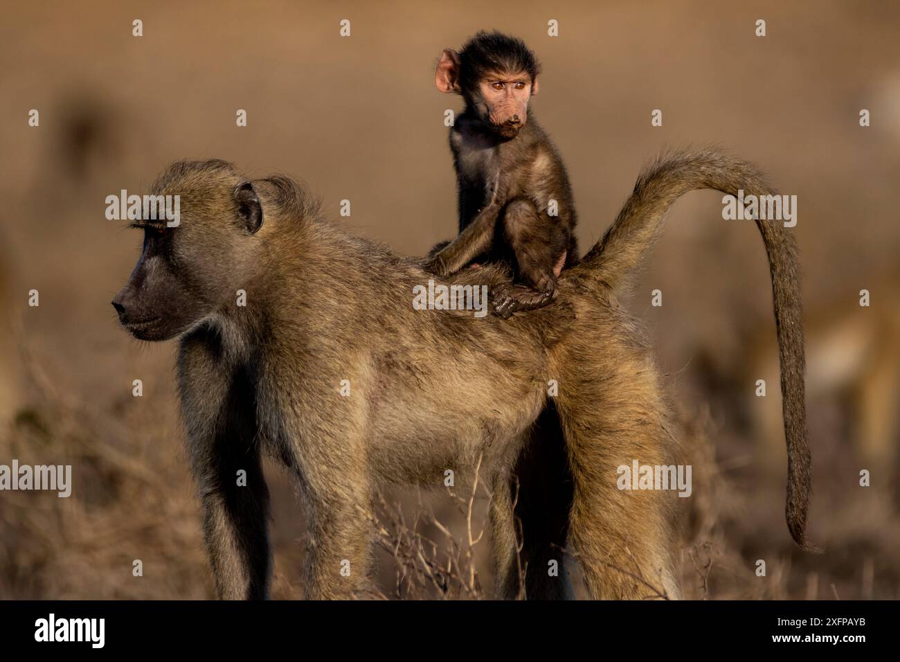 Chacma Baboon (Palio ursinus) infant riding on mothers back, Chobe ...