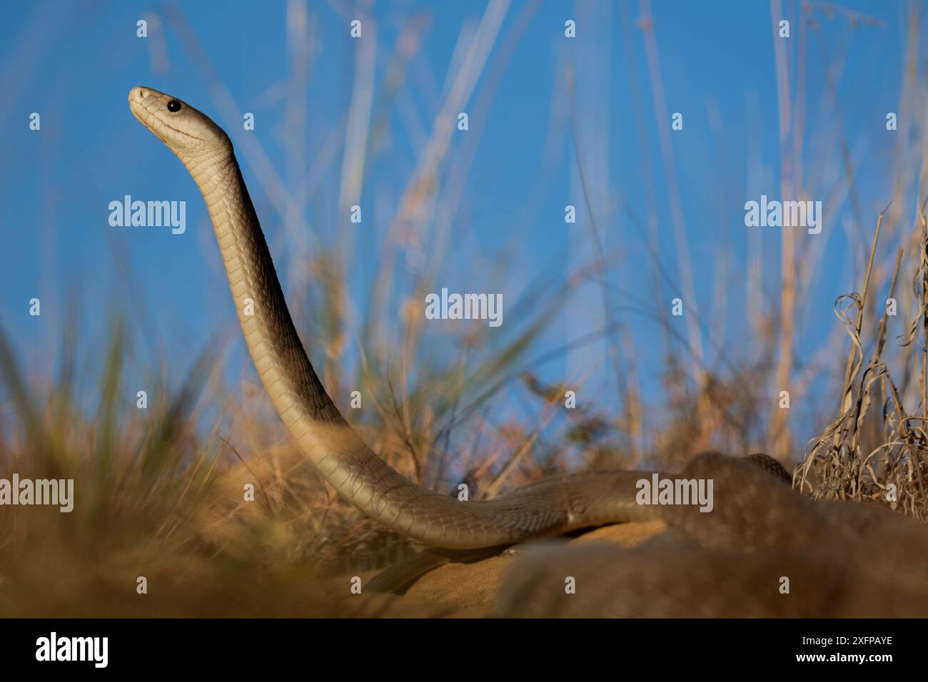 Black mambas wildlife hi-res stock photography and images - Alamy
