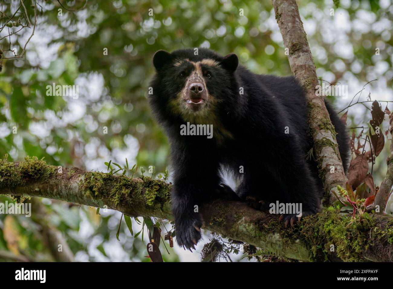Spectacled or Andean bear (Tremarctos ornatus) Maquipucuna, Pichincha ...