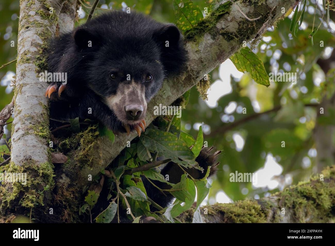 Andean mammals hi-res stock photography and images - Alamy
