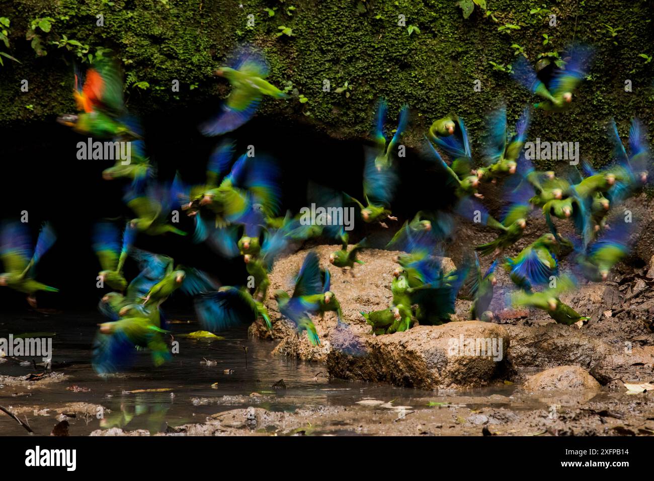 Cobalt-Winged Parakeets (Brotogeris cyanoptera) and an Orange-Cheek ...