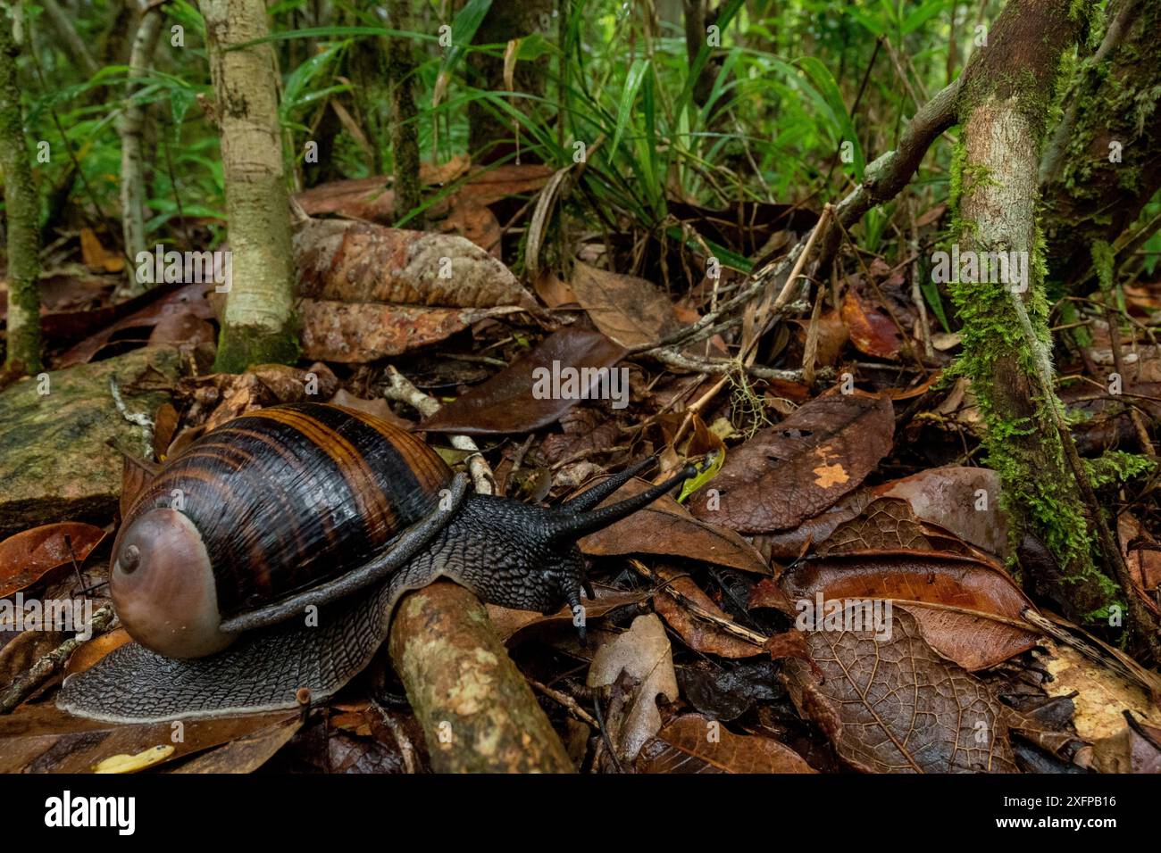 Magnificent land-snail (Helicophanta magnifica) Andasibe-Mantadia ...