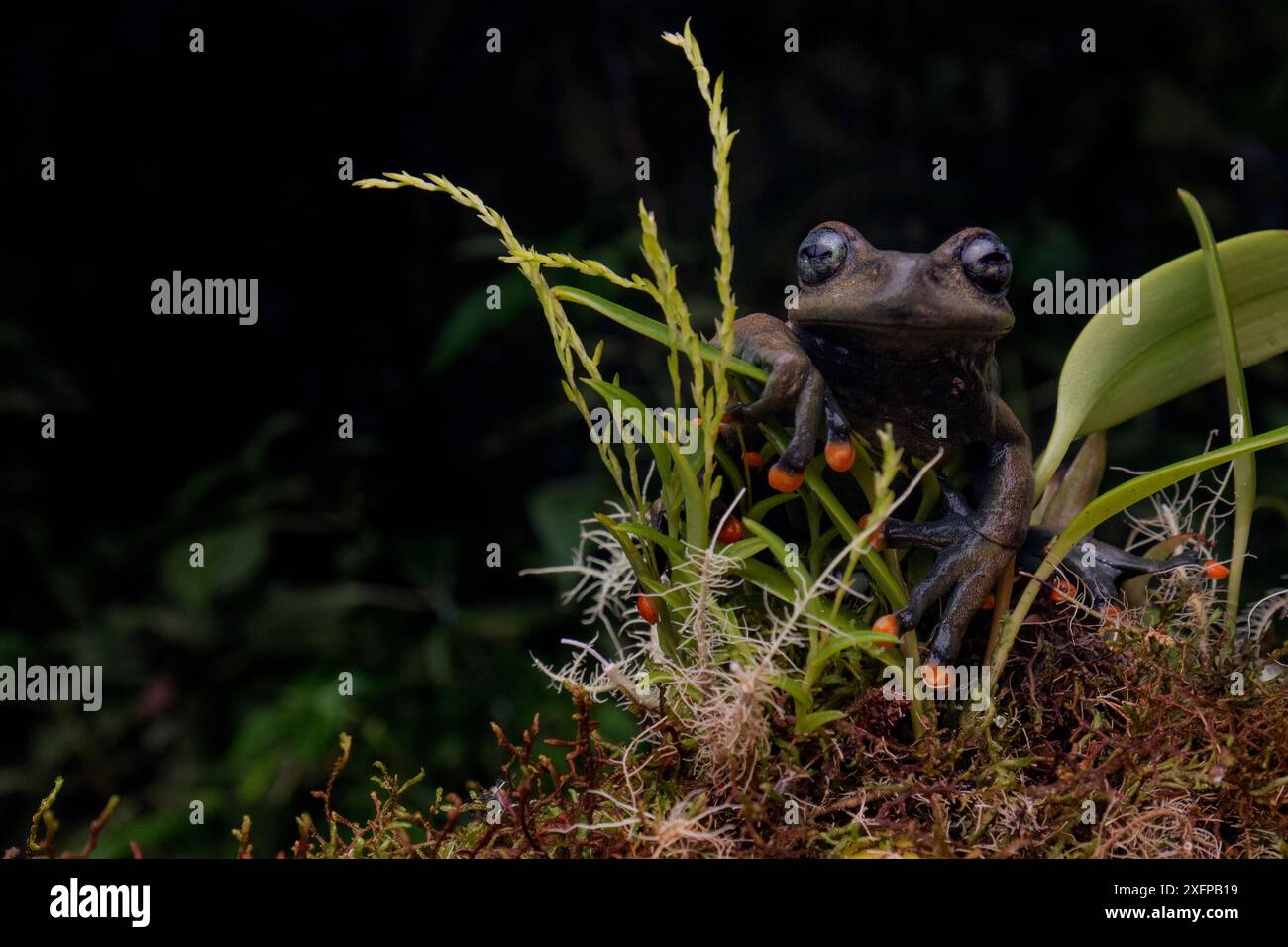 Frog face faces hi-res stock photography and images - Alamy