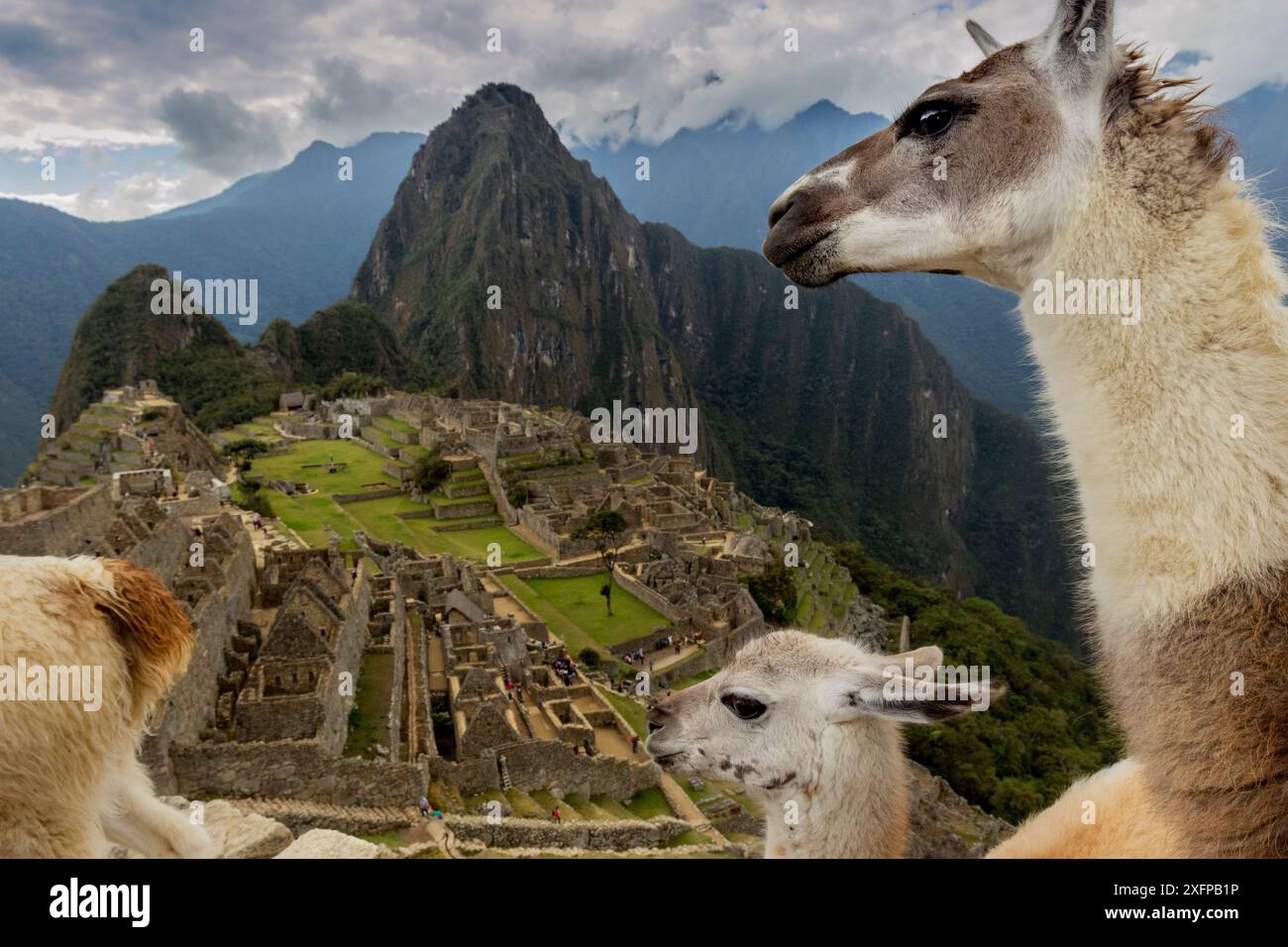 Three Llamas (Lama glama) resting in the Machu Picchu ruins. Urubamba ...