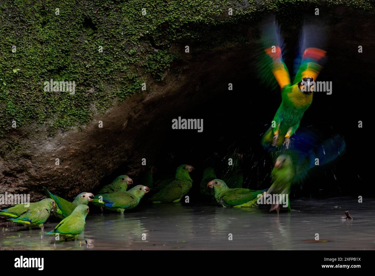 Cobalt-winged parakeets (Brotogeris cyanoptera) and an Orange-cheek ...