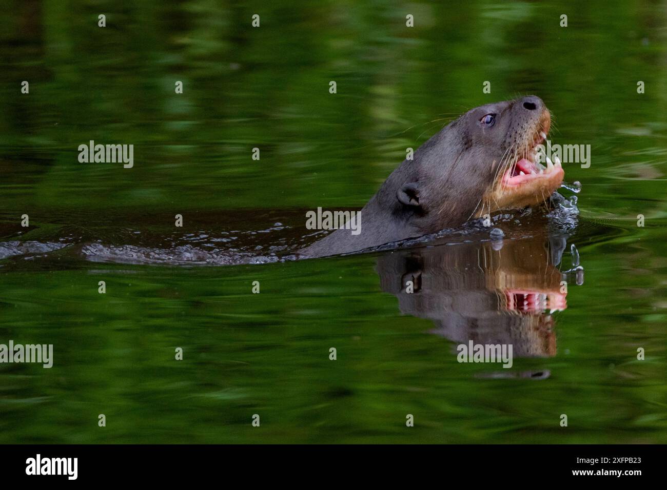 Giant river otter (Pteronura brasiliensis) swimming in an Amazonian ...