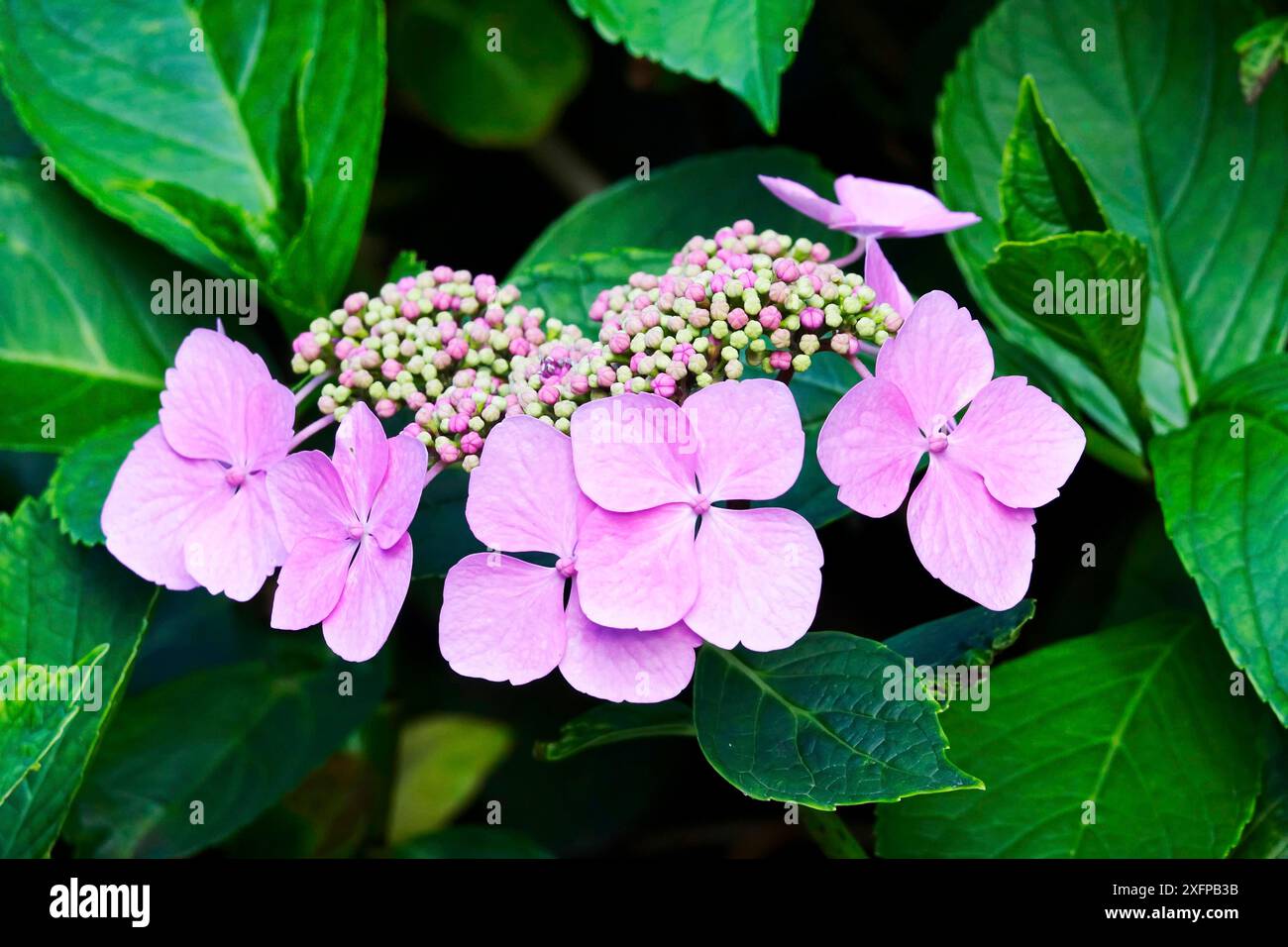 Beautiful hydrangea blossom, June, Germany Stock Photo - Alamy