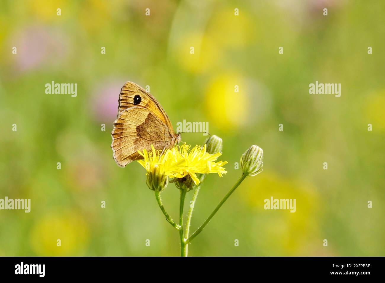 Ox-eye (butterfly), June, Saxony, Germany Stock Photo - Alamy