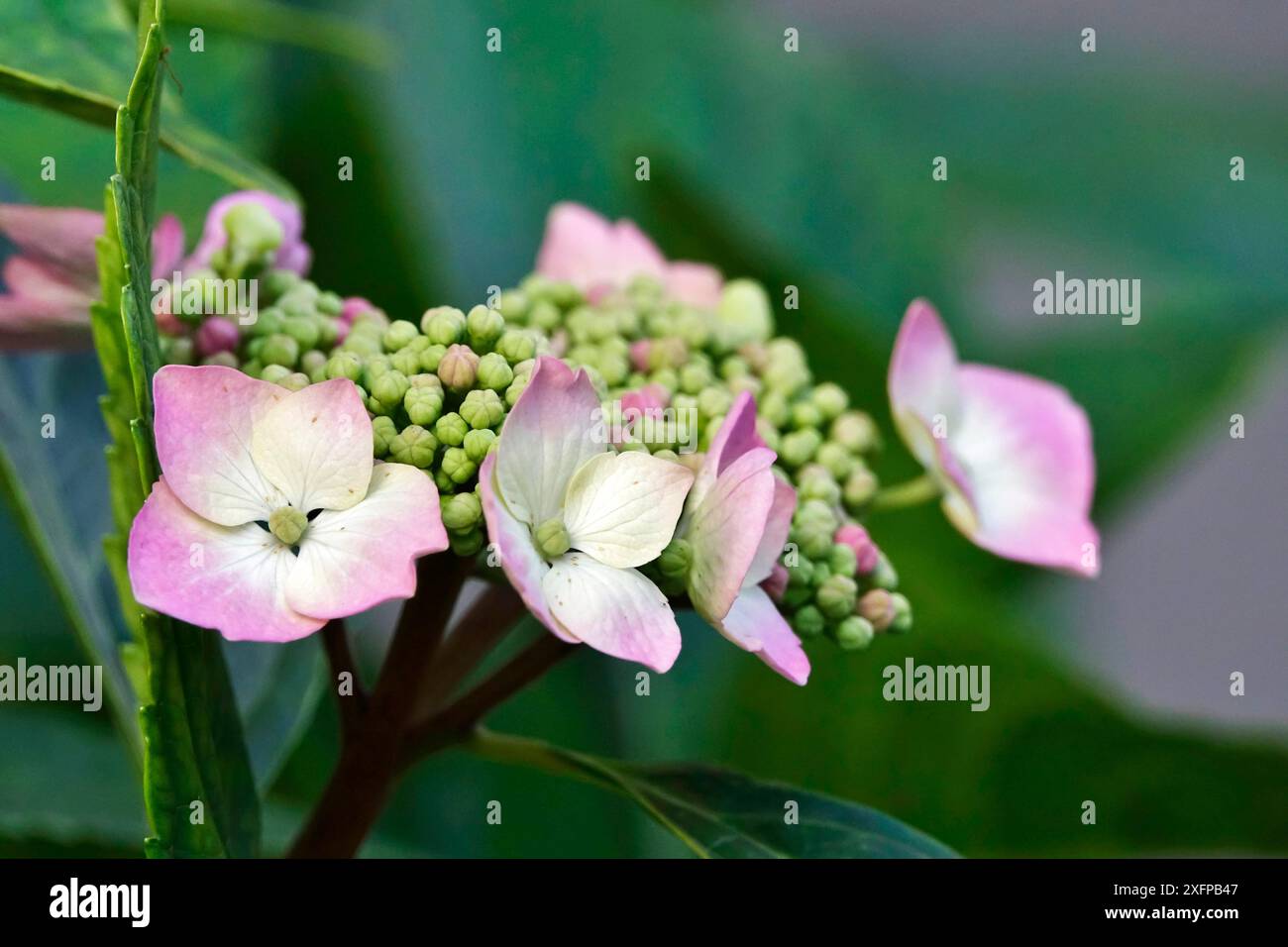 Beautiful hydrangea blossom, June, Germany Stock Photo - Alamy