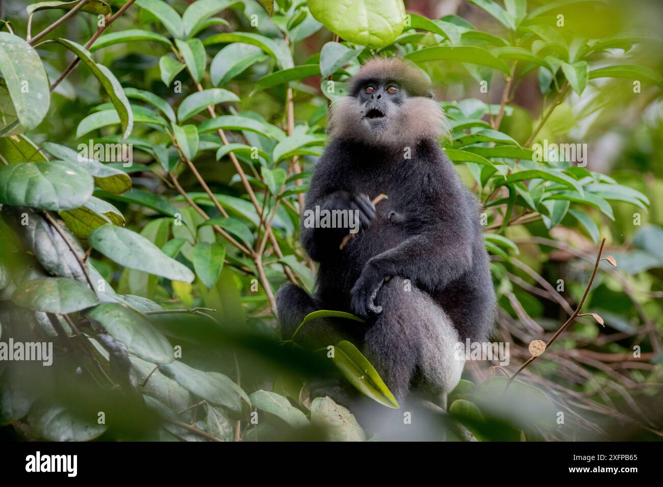 Purple-faced langur (Trachypithecus vetulus) holding stick and looking ...