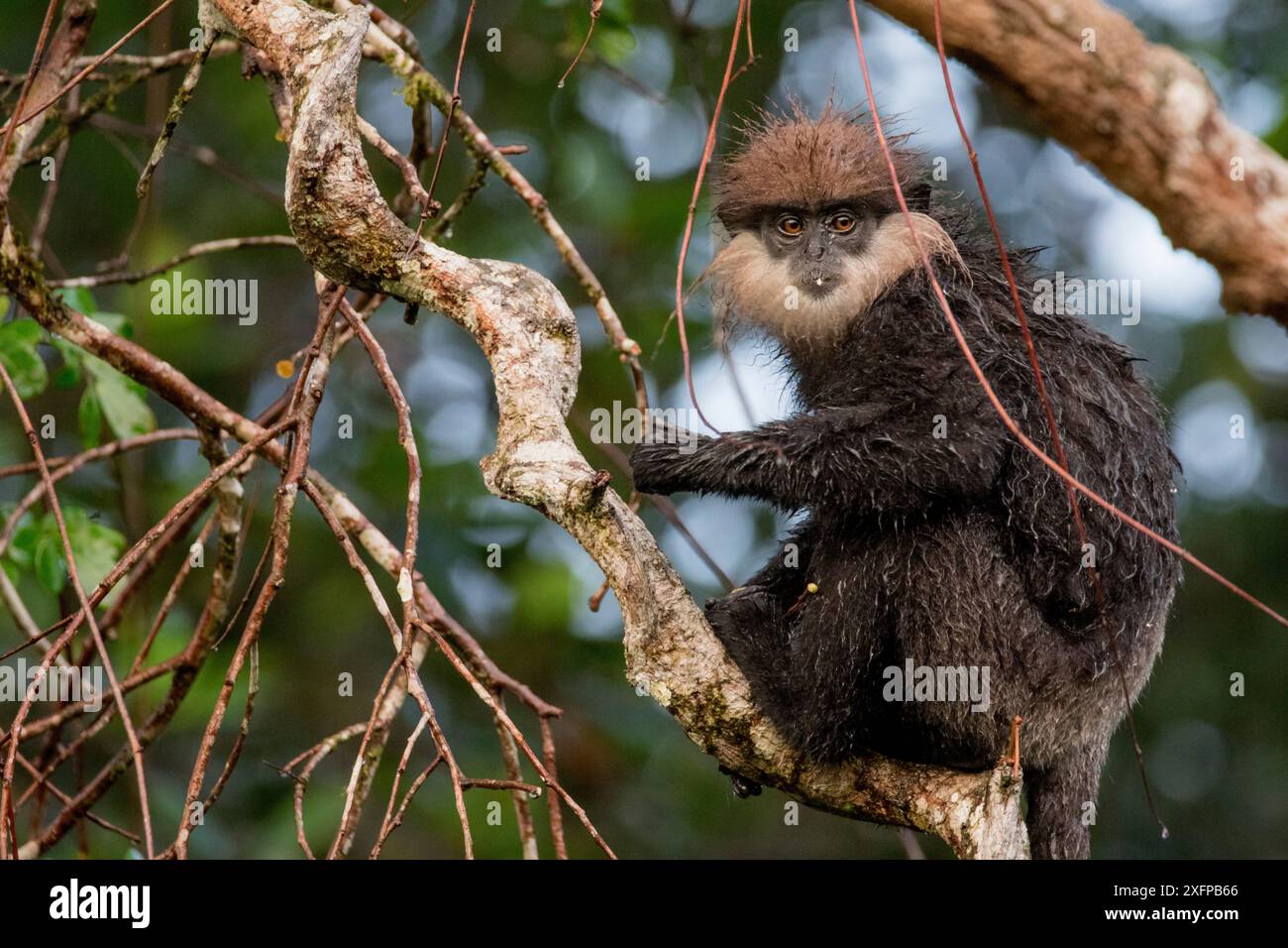Trachypithecus albinus hi-res stock photography and images - Alamy