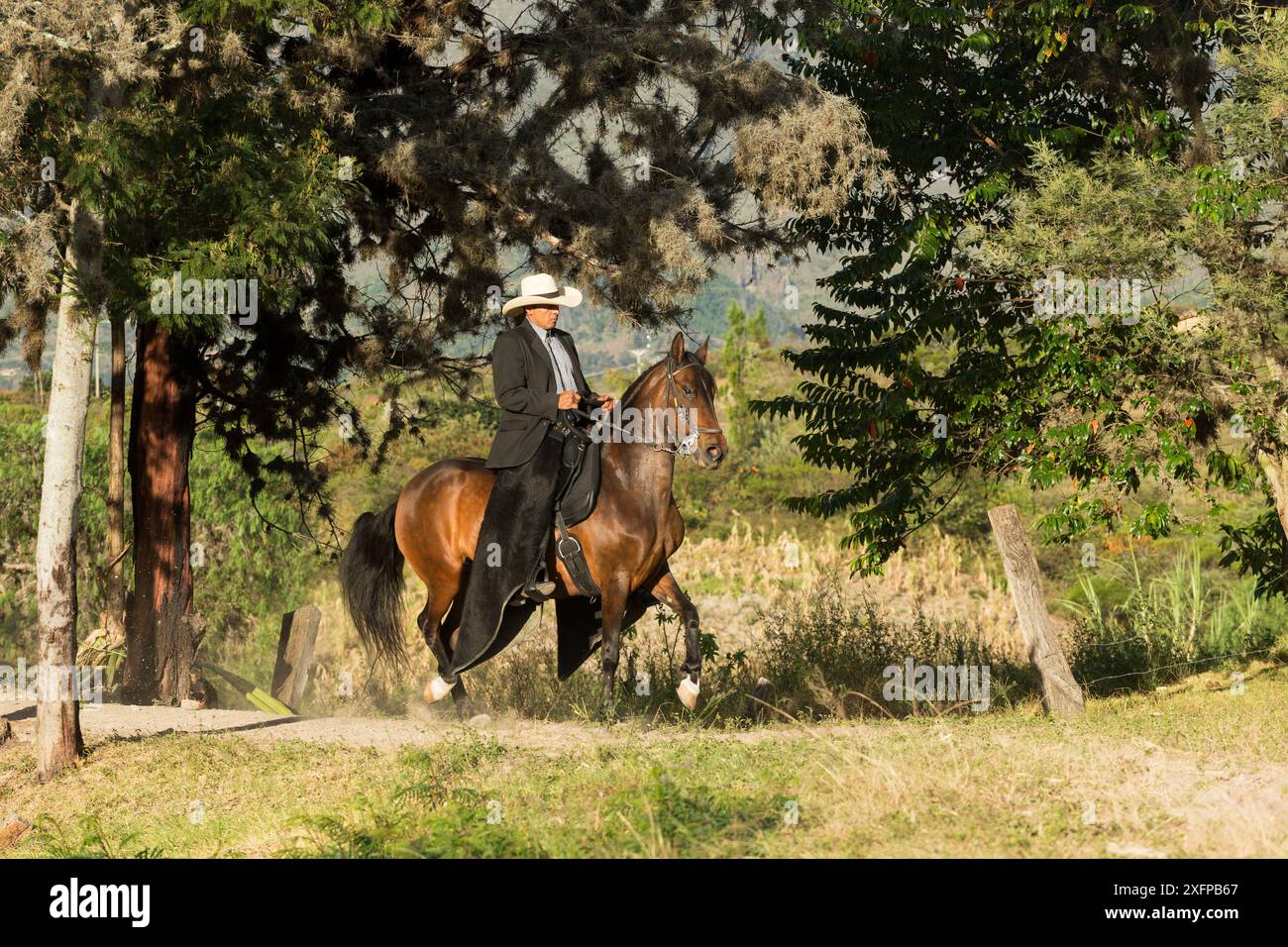 Man riding trotting horse hi-res stock photography and images - Alamy