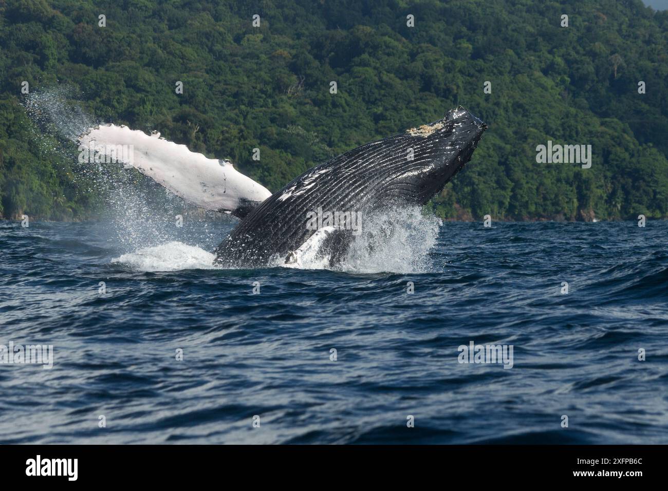 Nuqui whale hi-res stock photography and images - Alamy