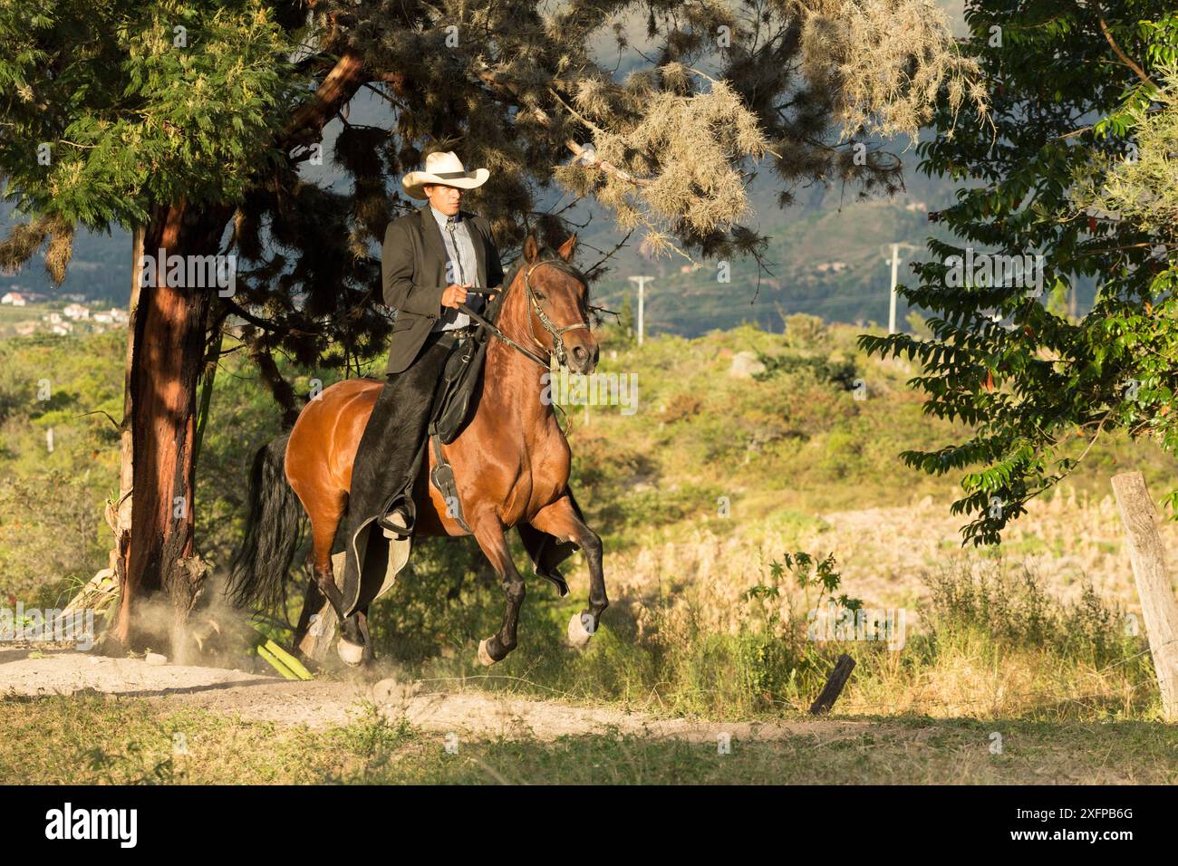 Man riding a Trote Y Galope stallion in canter, Rionegro, Antioquia ...