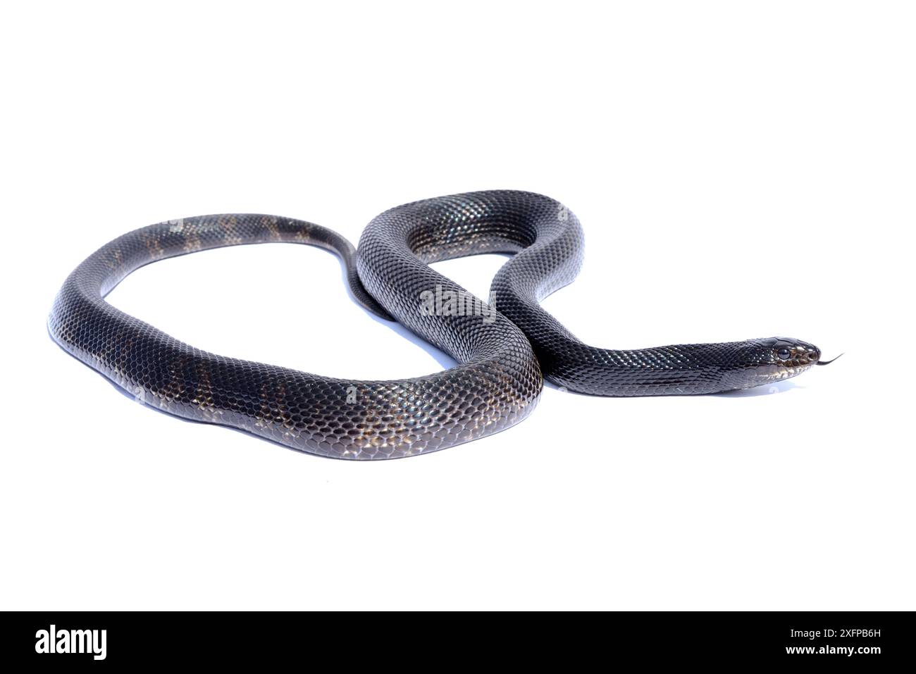 Northern pine snake (Pituophis melanoleucus lodingi) on white ...