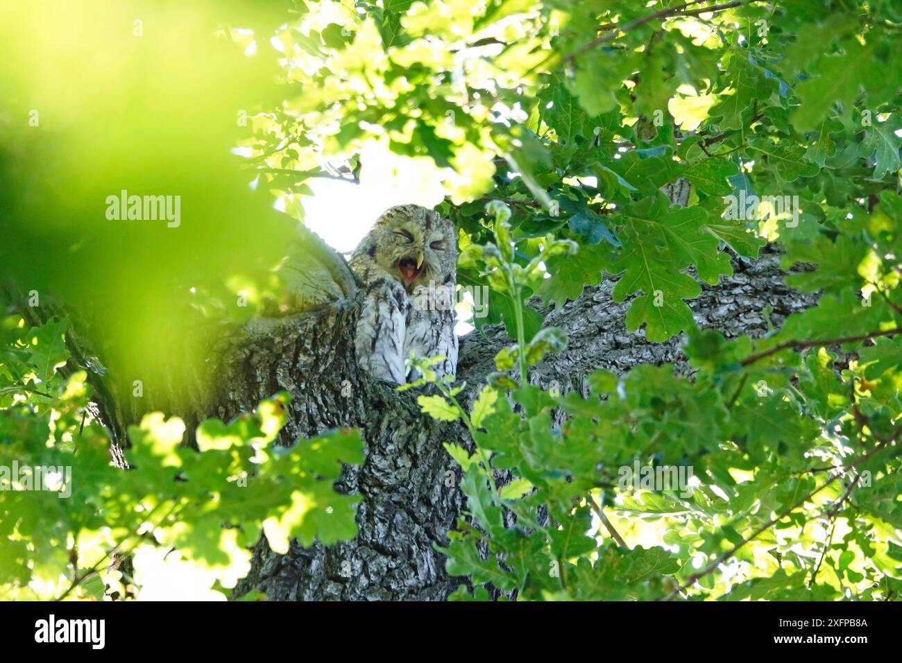 Owl june hi-res stock photography and images - Alamy