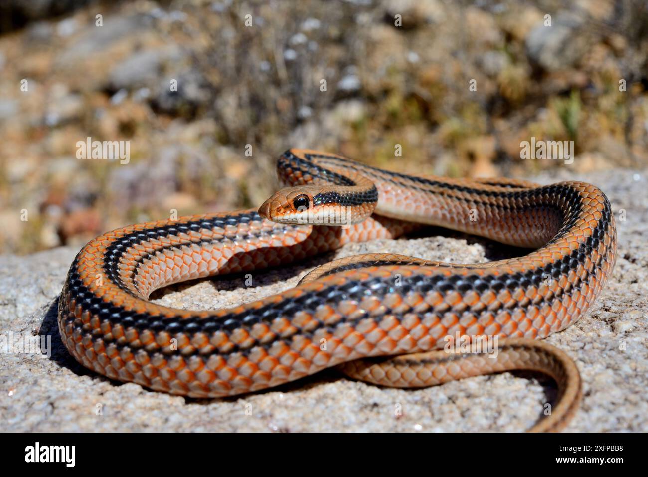 Big bend patchnose snake hi-res stock photography and images - Alamy