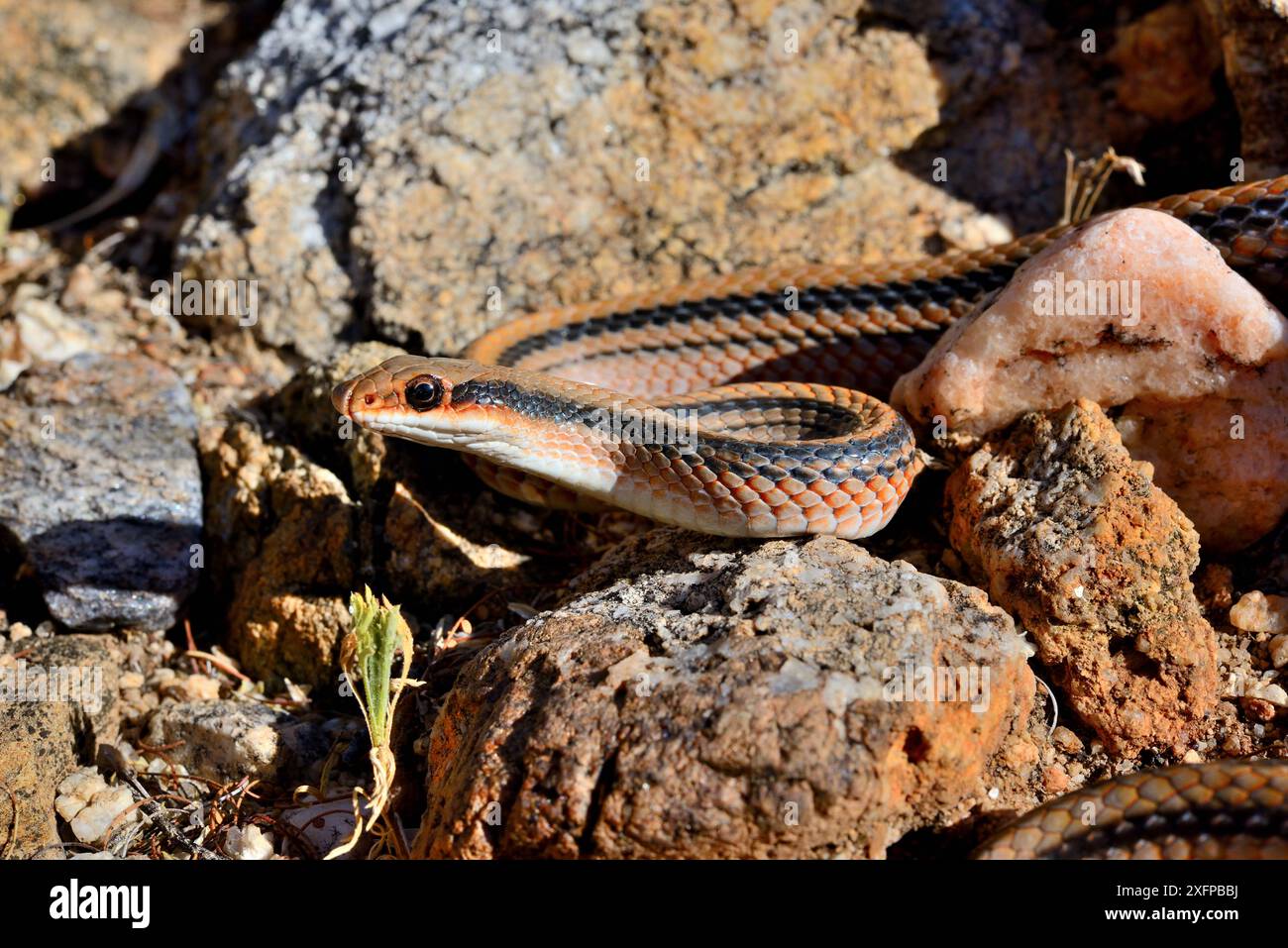 Big Bend patchnose snake (Salvadora deserticola) South East Arizona ...