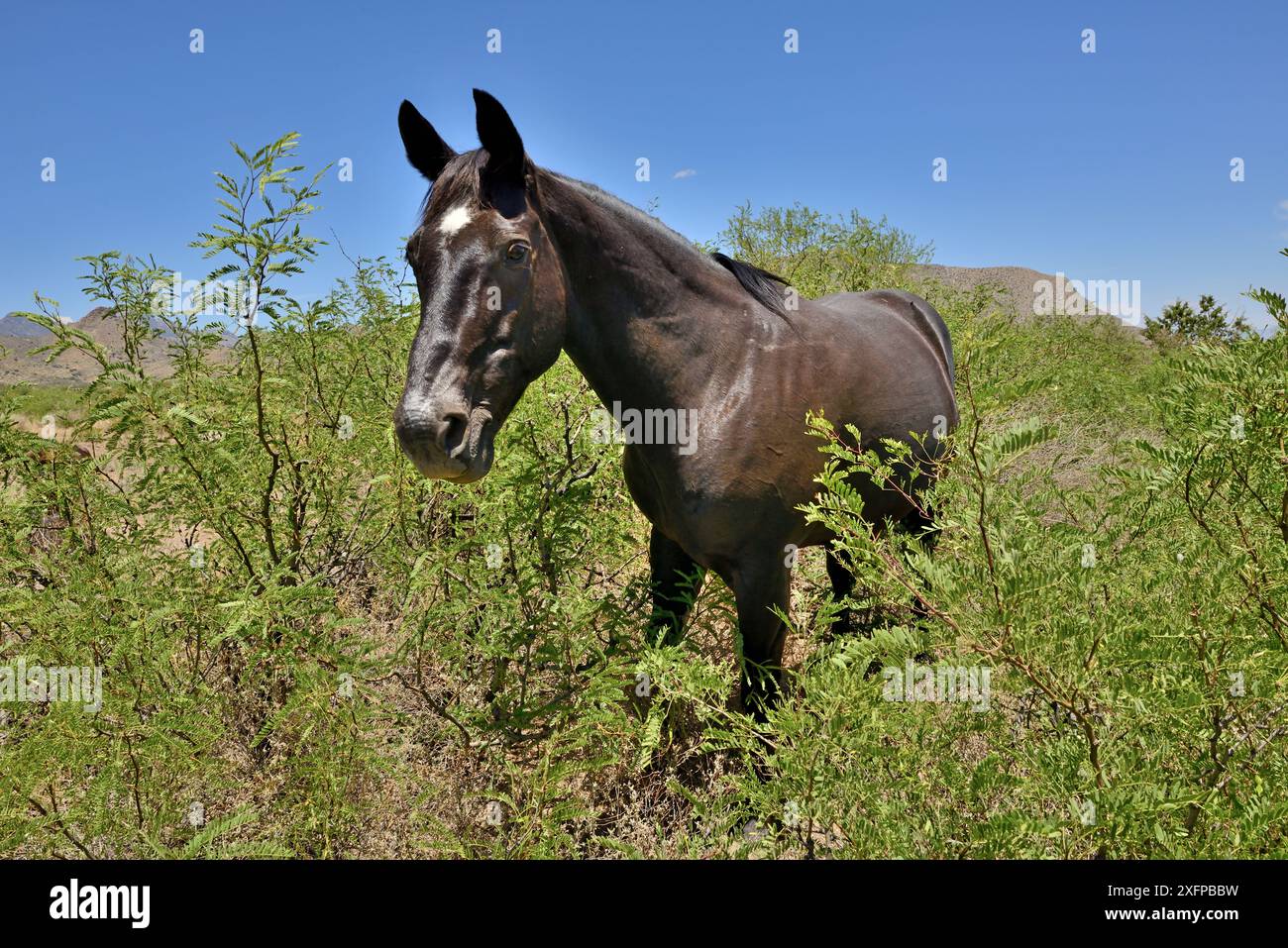 Horse near San Simon. Arizona, USA, June Stock Photo - Alamy