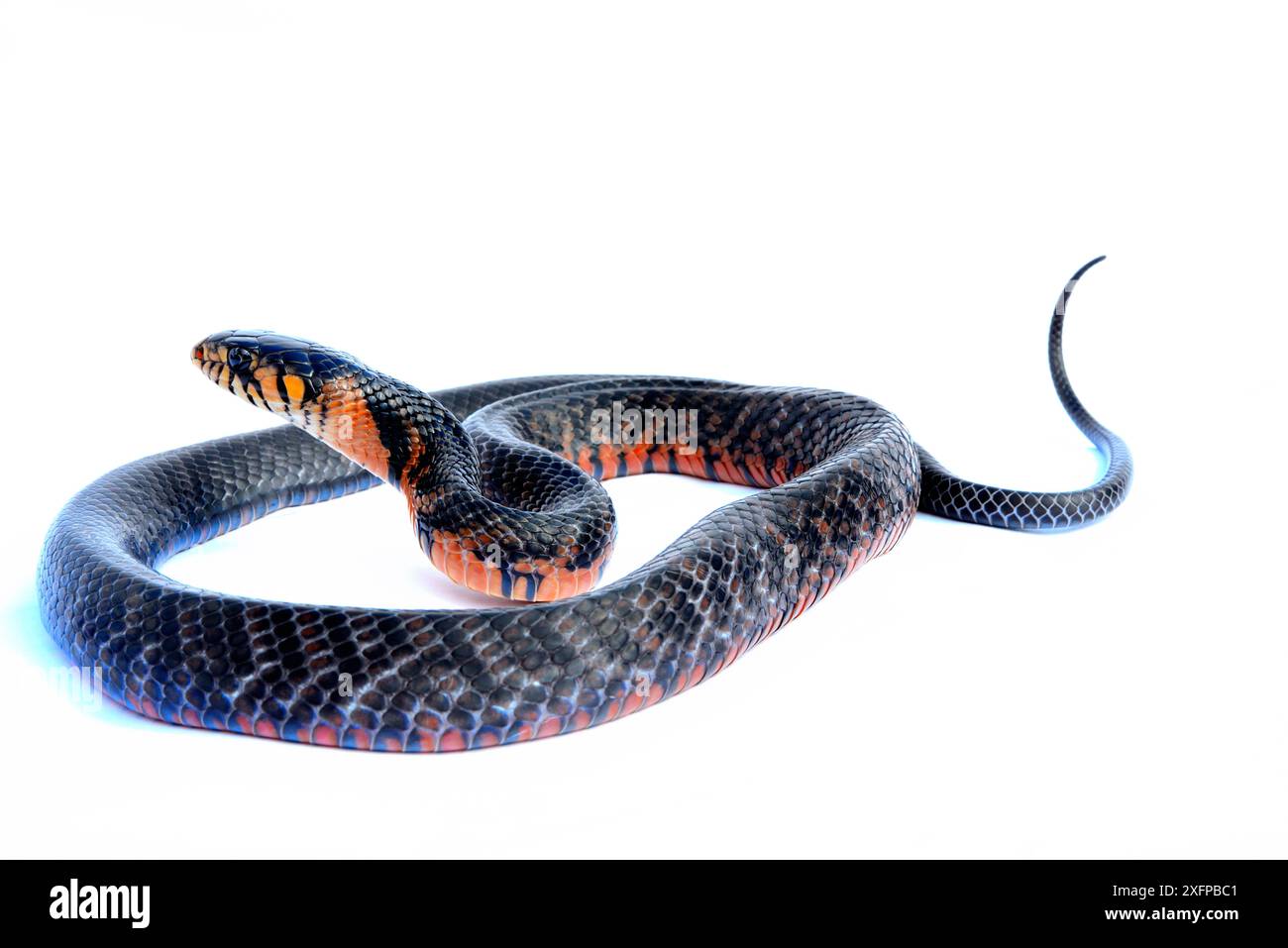 Mexican indigo snake (Drymarchon melanurus rubidus) on white background ...