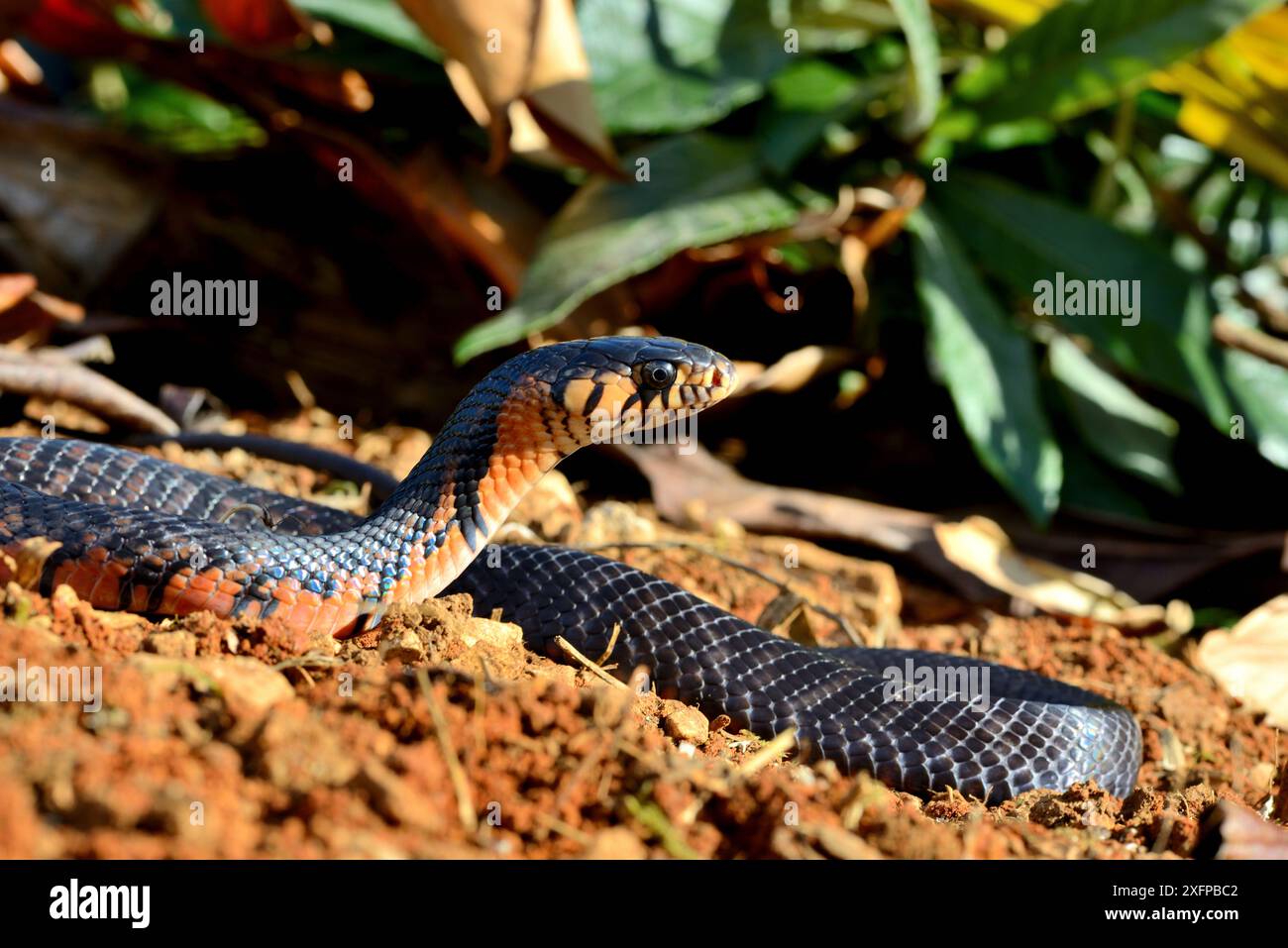 Mexican indigo snake (Drymarchon melanurus rubidus) captive, occurs in ...
