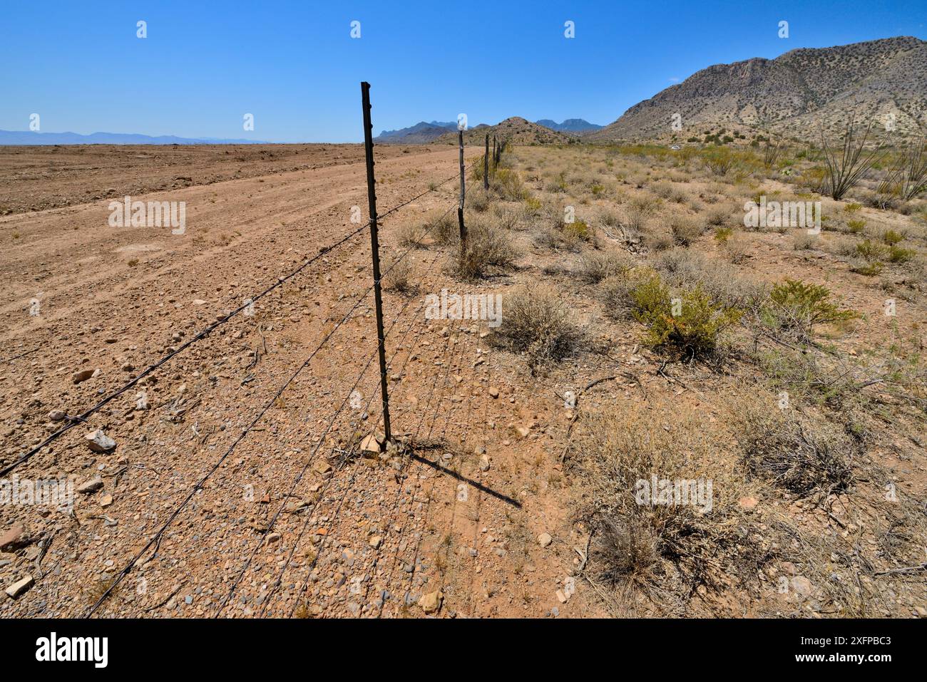 Fenced off and cleared area of desert for Pistachio (Pistacia vera ...