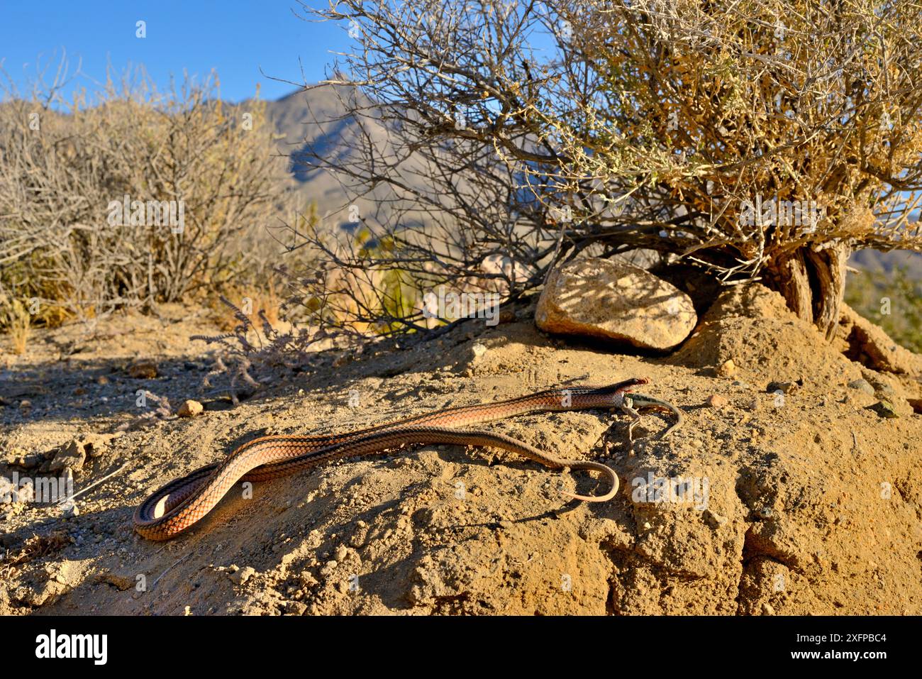 Big Bend patchnose snake (Salvadora deserticola) feeding on ...