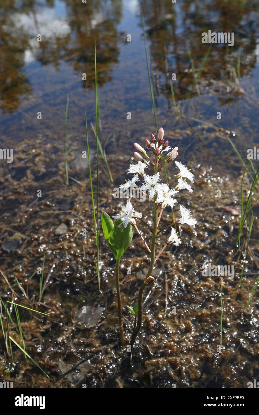 Bog bean (Menyanthes trifoliata) in a small bog pond, Lofoten, Norway ...