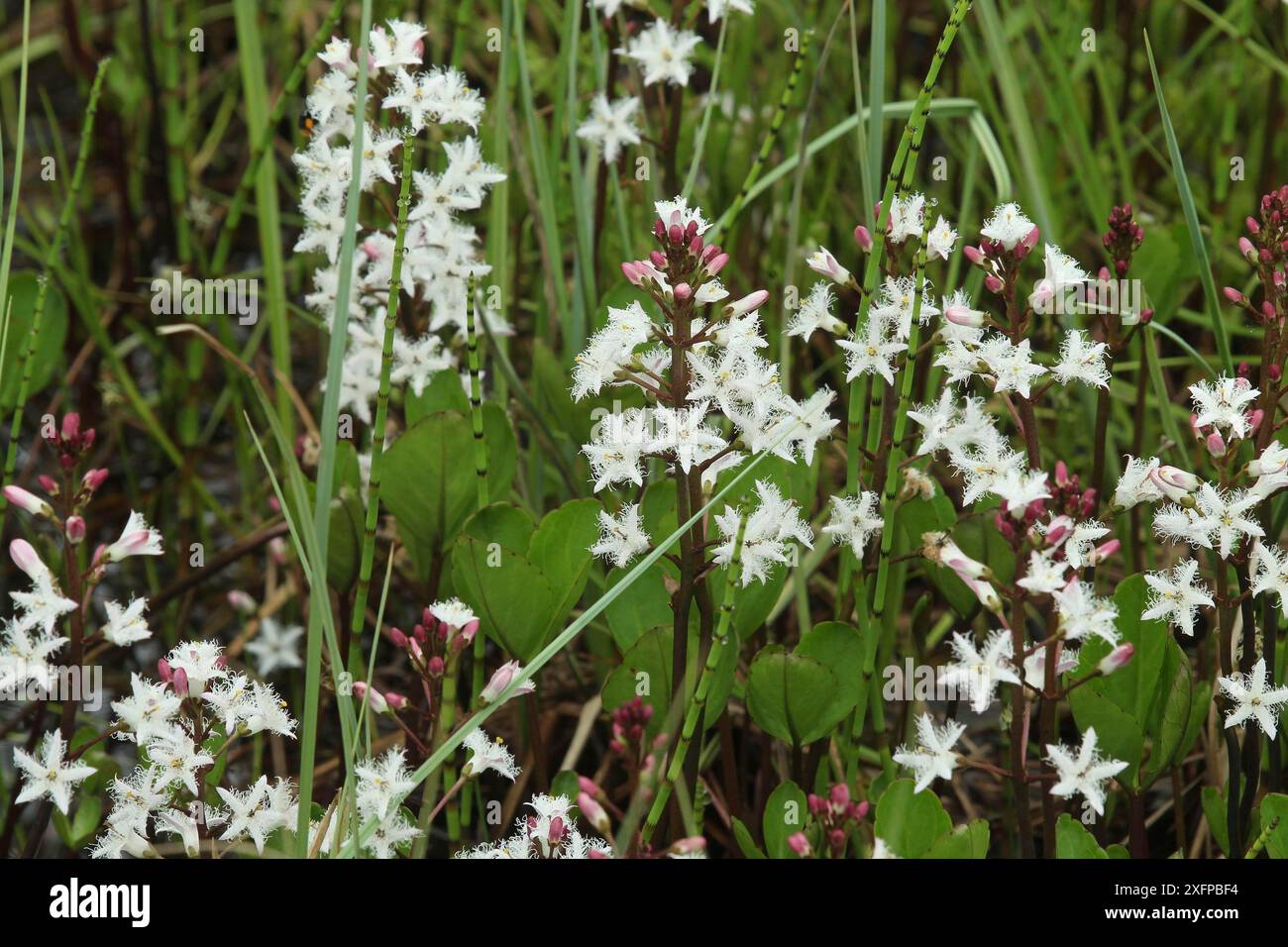 Bog bean (Menyanthes trifoliata) flowers and buds, Lofoten, Norway ...