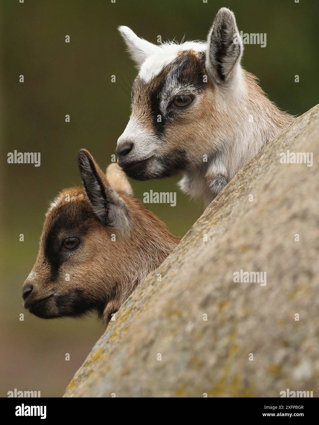 Domestic goat, five-day-old young, Sweden, Scandinavia Stock Photo - Alamy