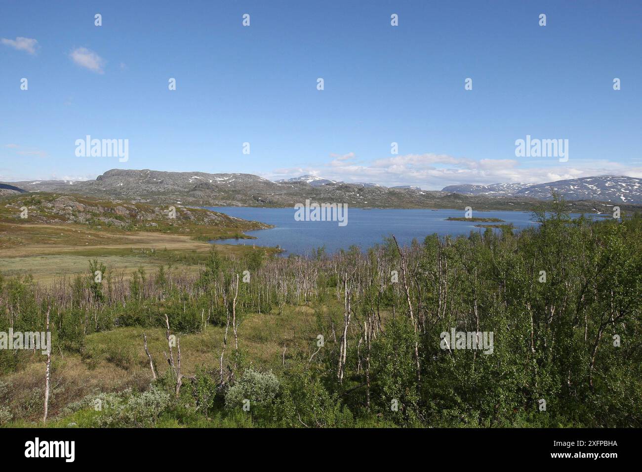 Transition from fell birch forest with low birch trees to treeless ...