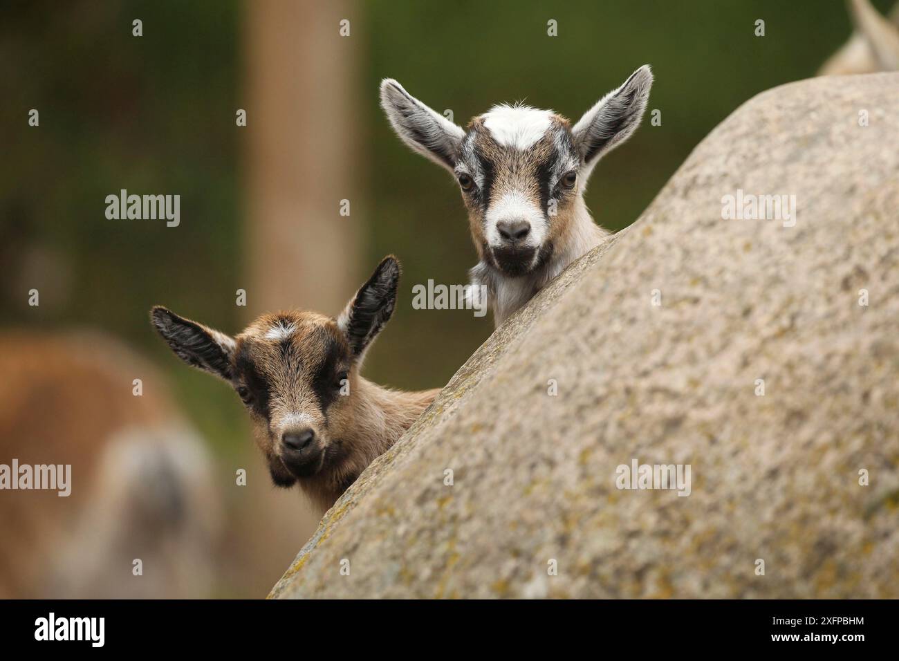 Domestic goat, five-day-old young, Sweden, Scandinavia Stock Photo - Alamy