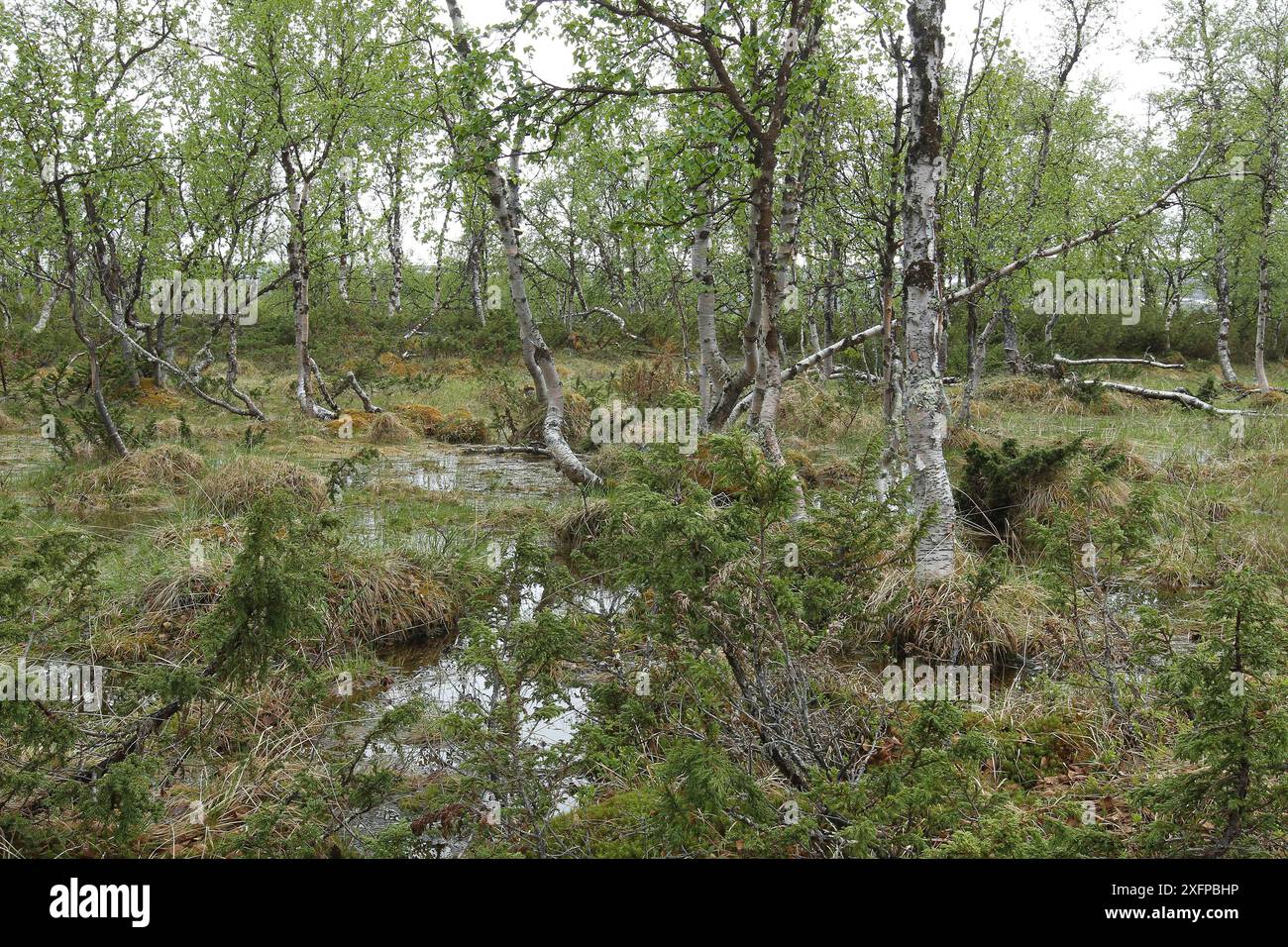 Bog pond in the fell birch forest, Lapland, Finland, Scandinavia Stock ...