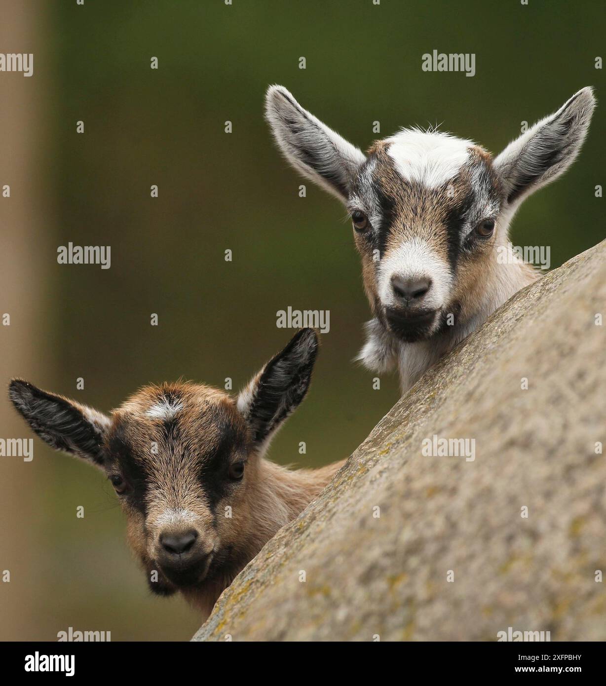 Domestic goat, five-day-old young, Sweden, Scandinavia Stock Photo - Alamy