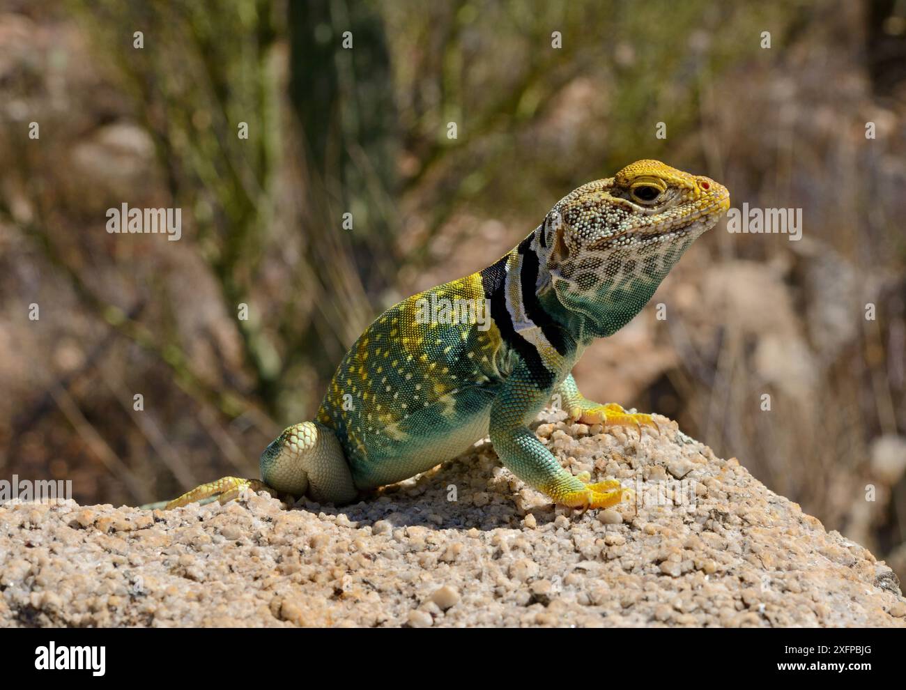 Arizona wildlife reptiles hi-res stock photography and images - Alamy