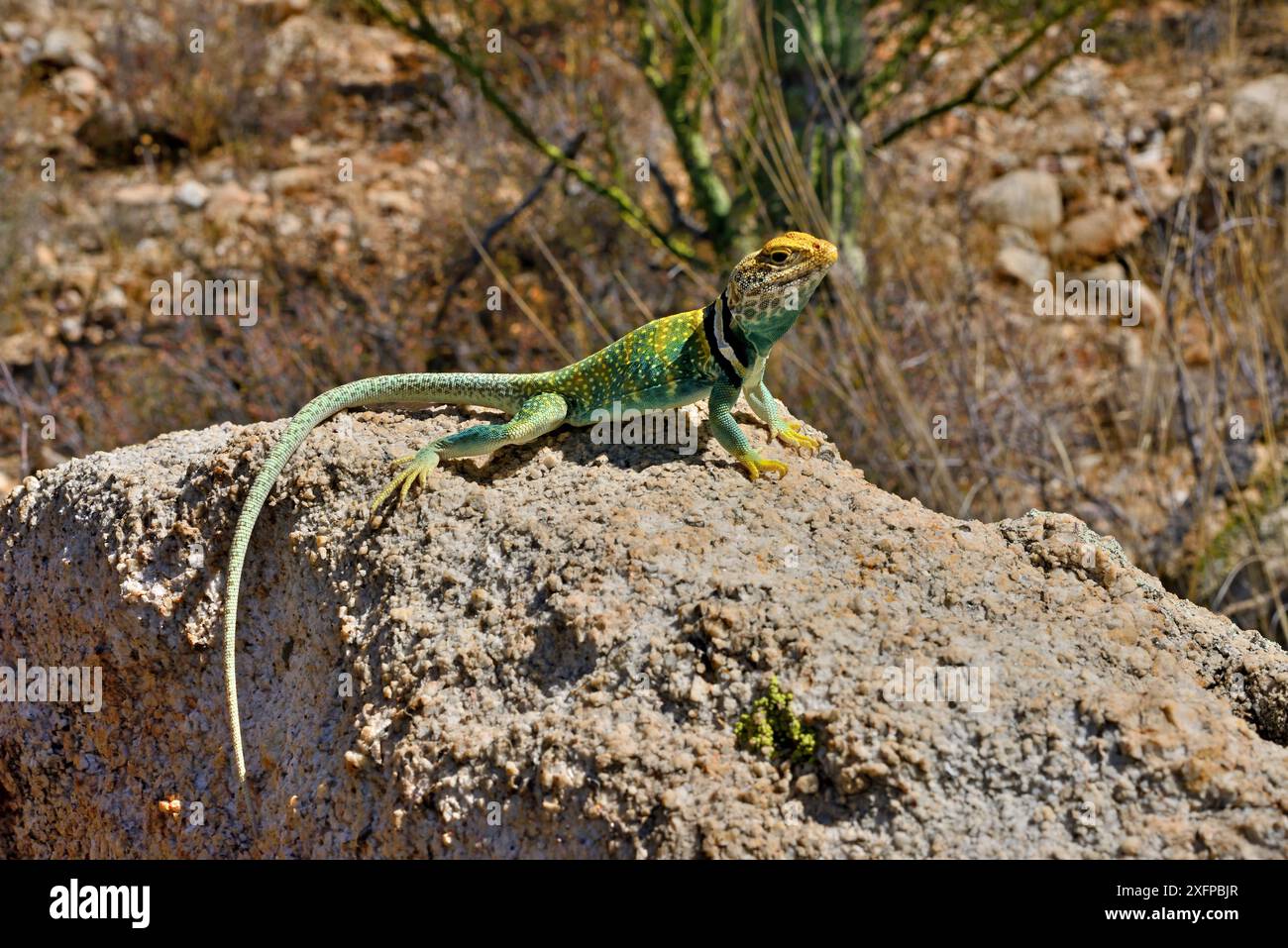 Collared lizard (Crotaphytus collaris) male, Arizona, USA. June Stock ...