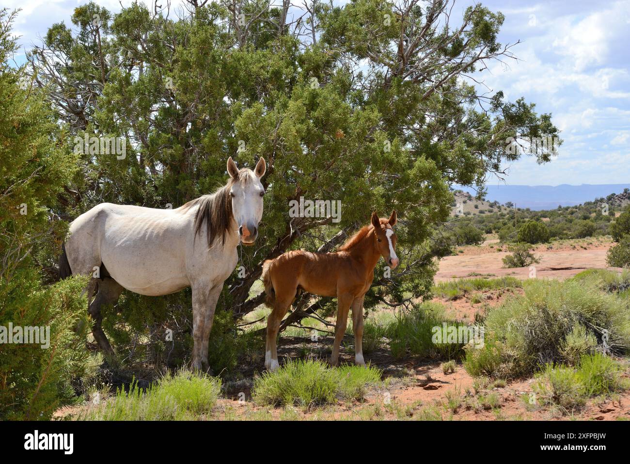 Navajo horse mare and foal, Arizona, USA, May Stock Photo - Alamy