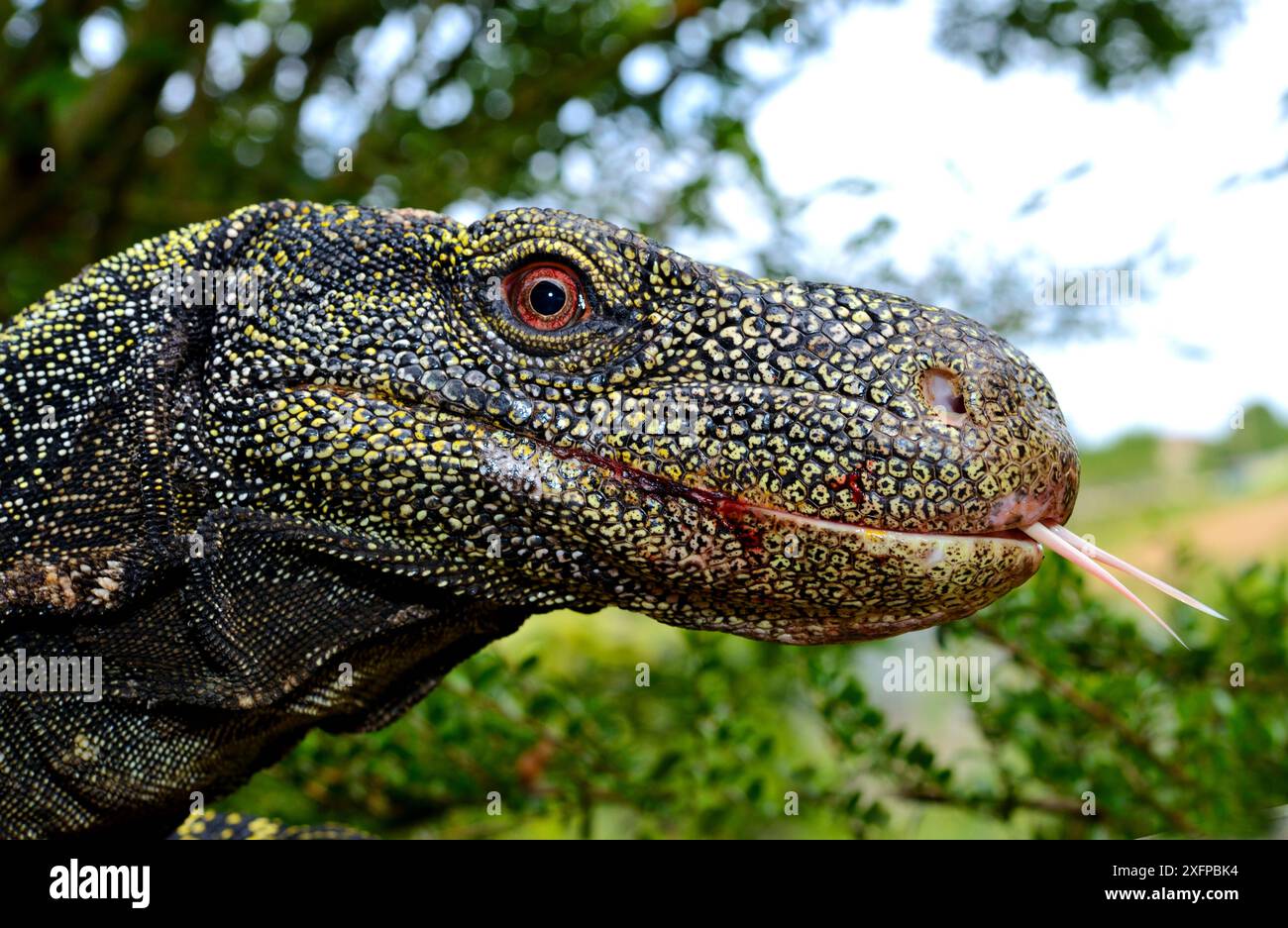 Crocodile monitor (Varanus salvadorii) portrait, captive, occurs in New ...