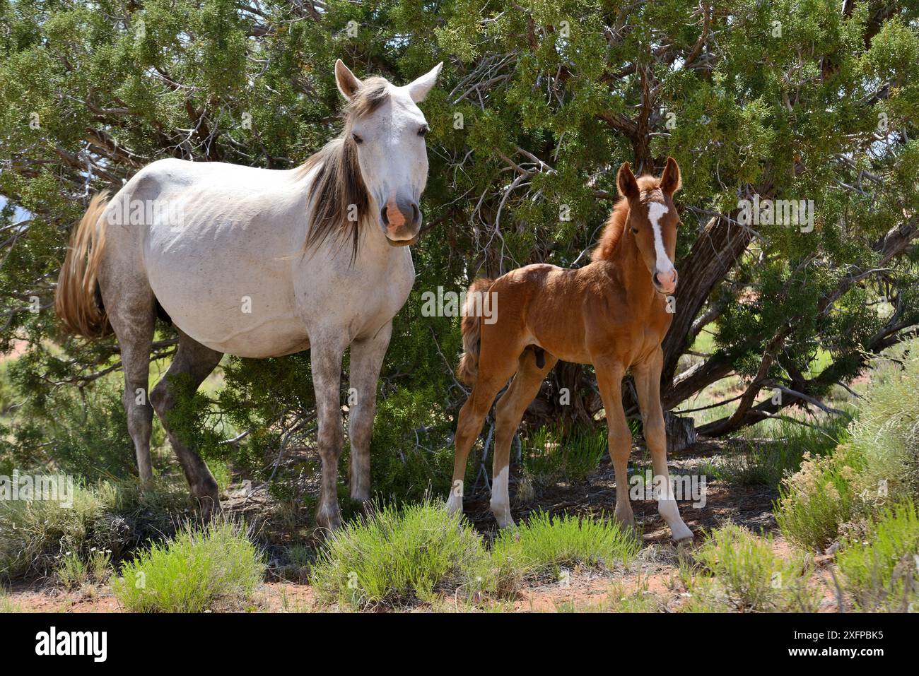 Navajo horse mare and foal, Arizona, USA, May Stock Photo - Alamy