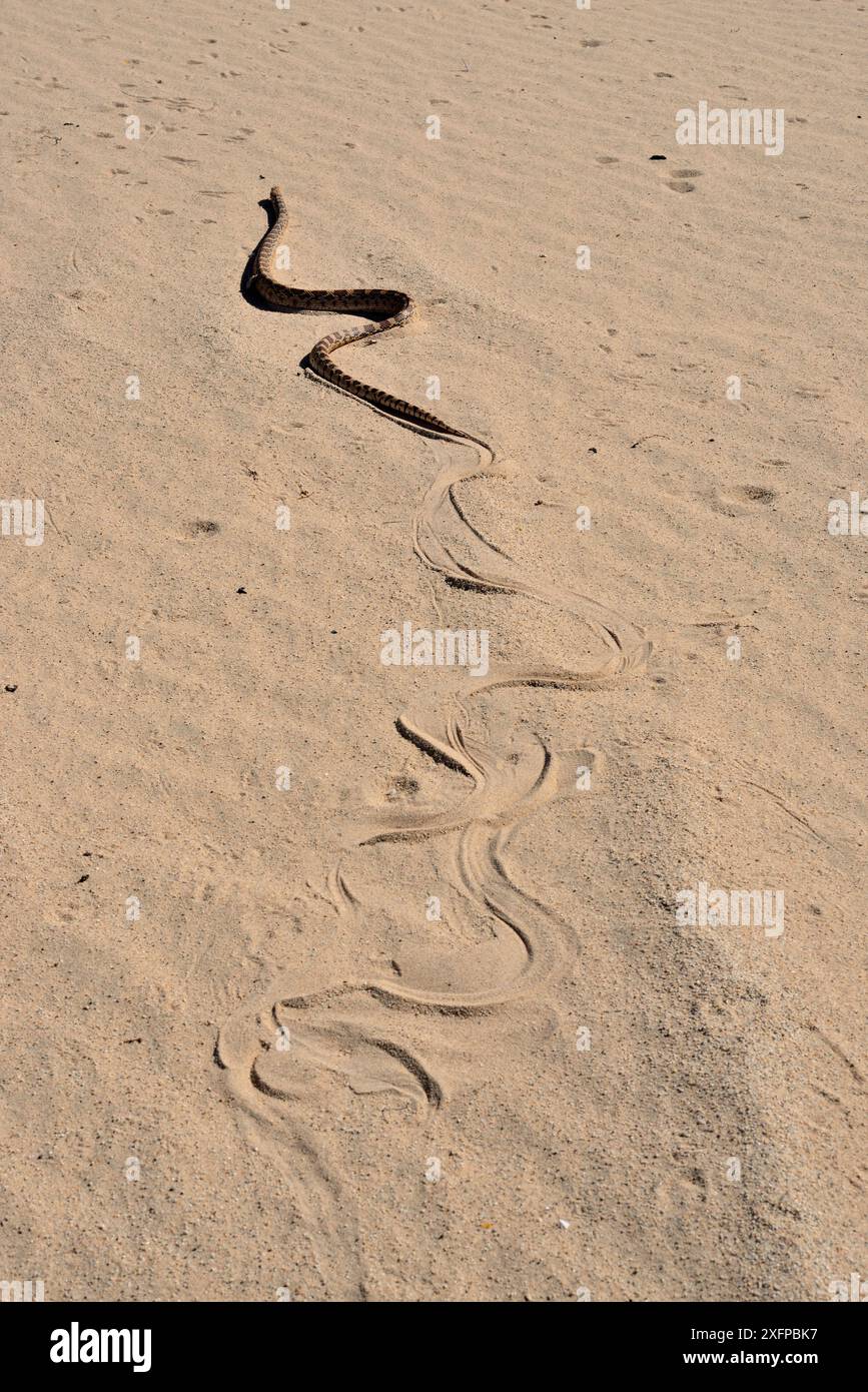Sonoran gophersnake (Pituophis catenifer affinis) with tracks in sand ...