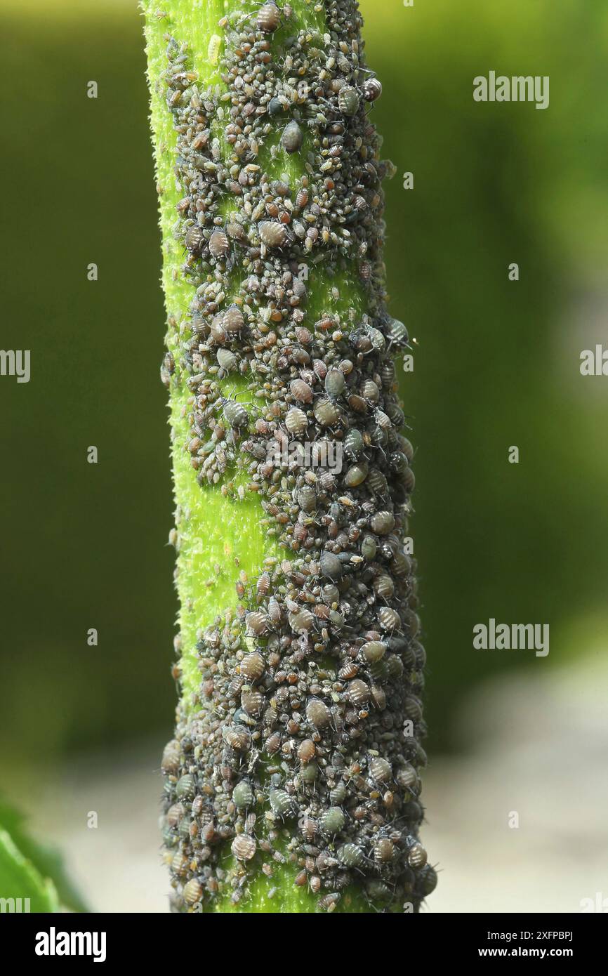 Sambucus nigra aphids (Aphis sambuci) colony on elder (Sambucus ...