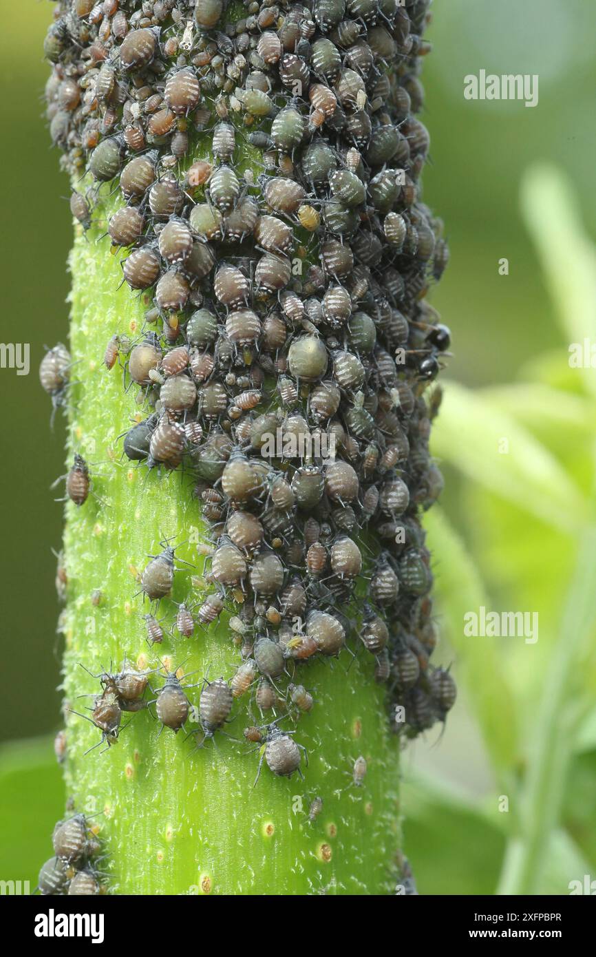 Black elderberry aphids (Aphis sambuci) colony on elderberry stems ...