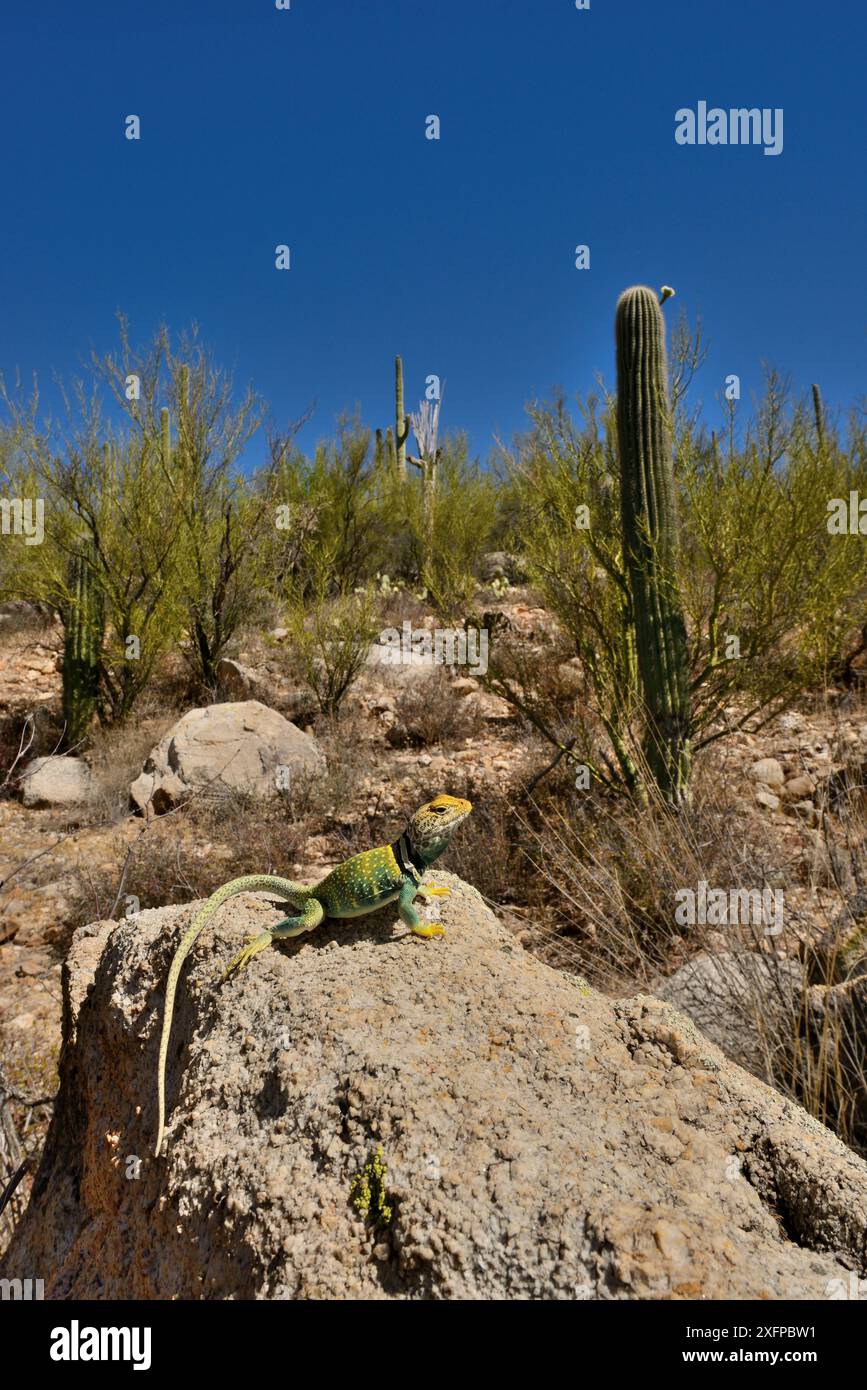Arizona wildlife reptiles hi-res stock photography and images - Alamy