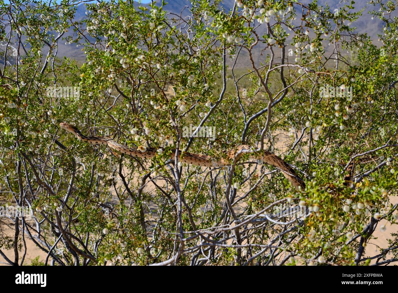 Sonoran Gophersnake (Pituophis catenifer affinis) in tree, Arizona, USA ...