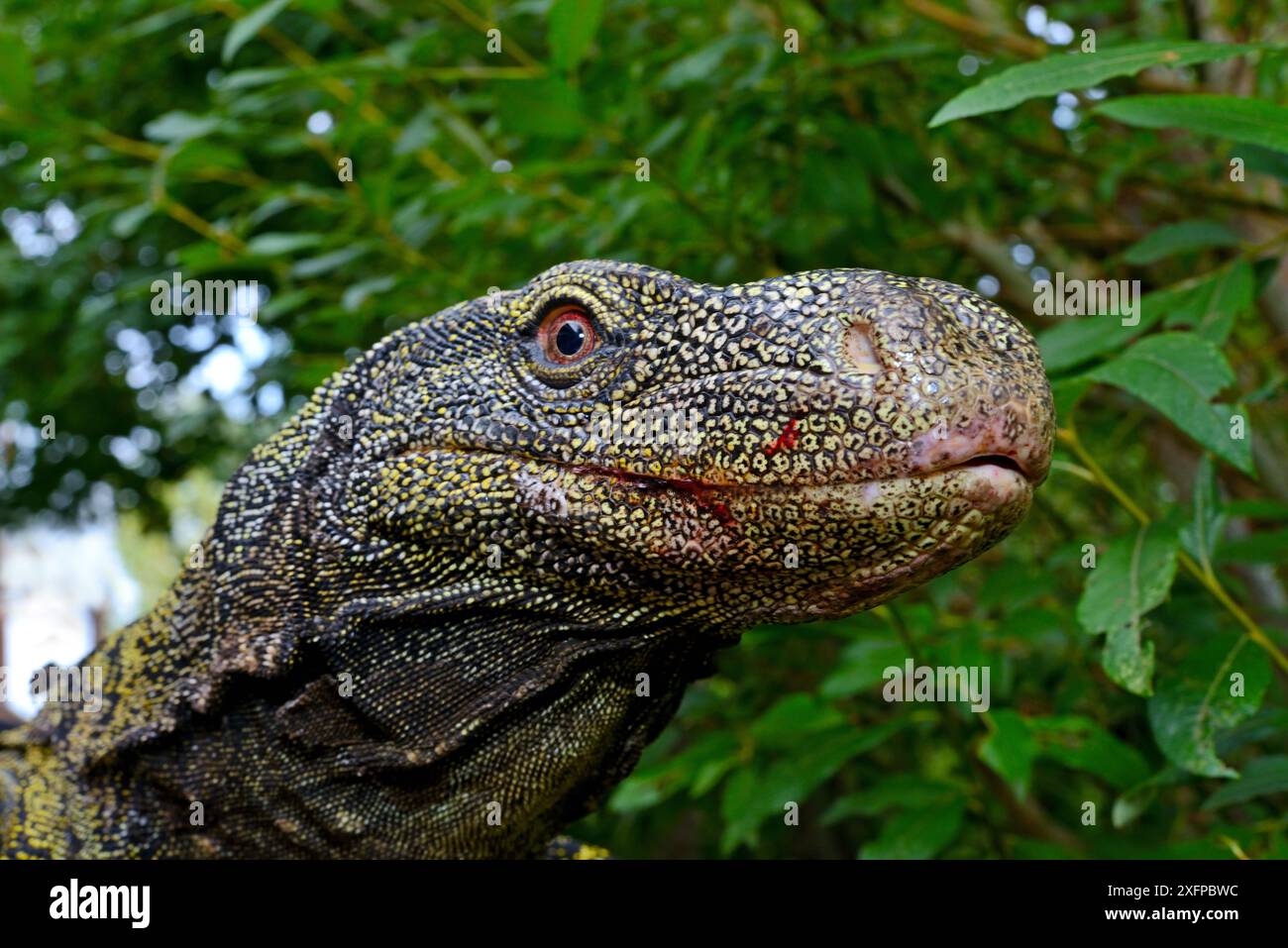 Crocodile monitor (Varanus salvadorii) portrait, captive, occurs in New ...