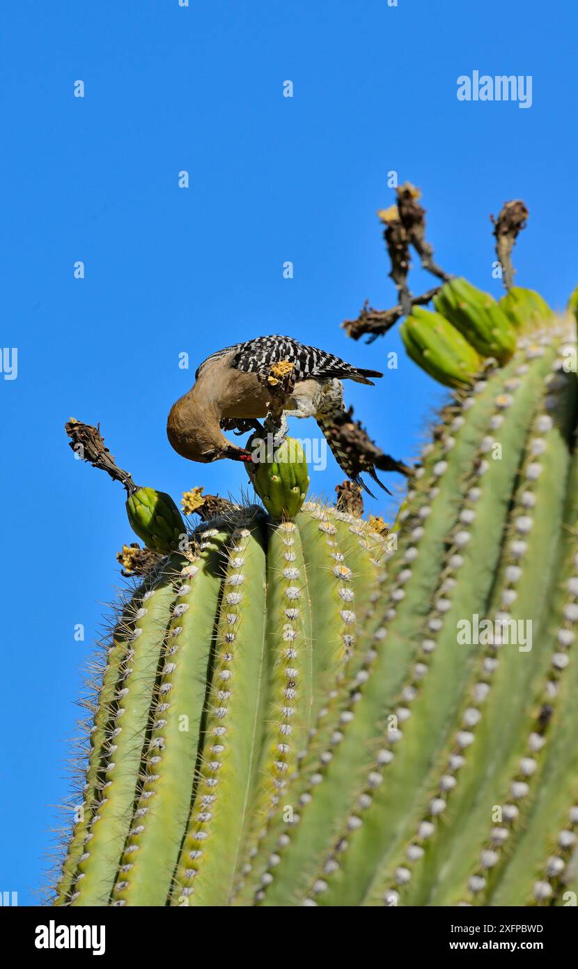 Gila Woodpecker (Melanerpes uropygialis) eating Saguaro fruit ...