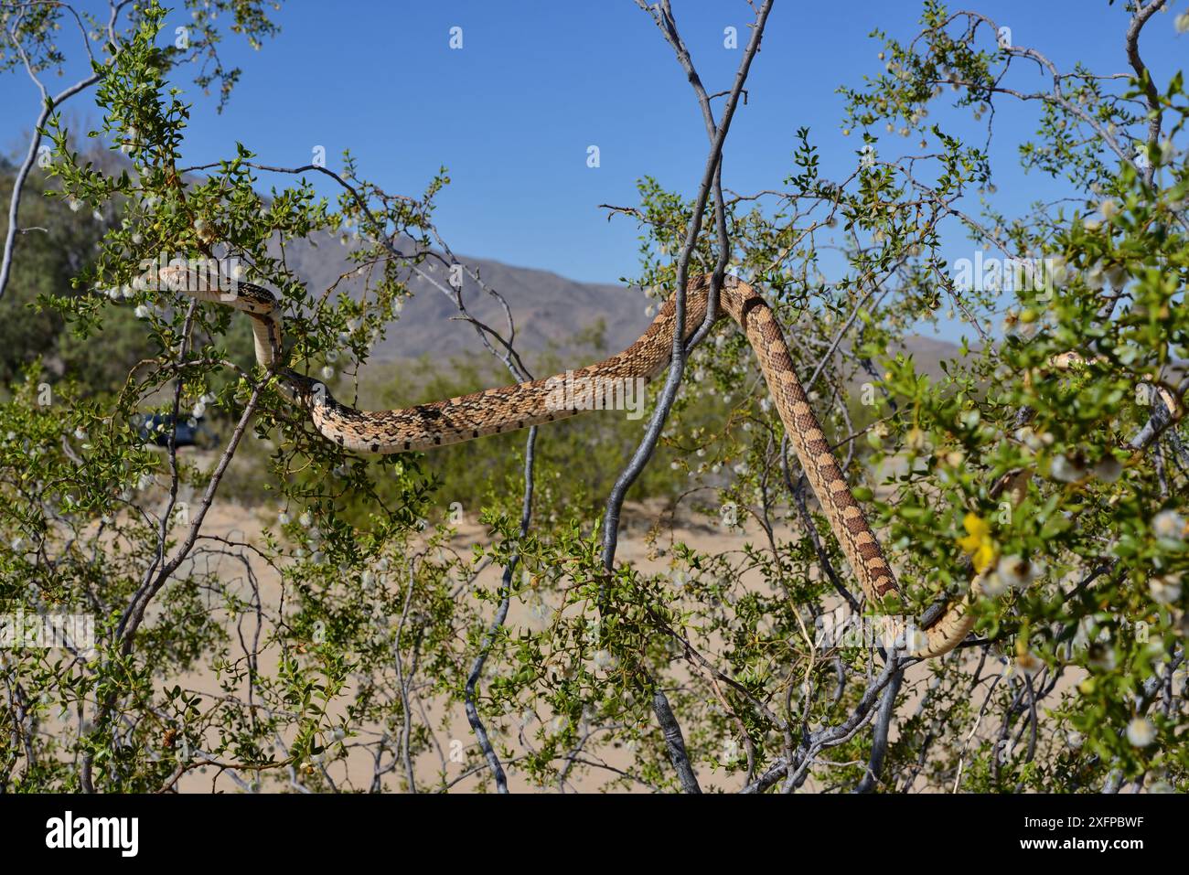 Sonoran Gophersnake (Pituophis catenifer affinis) in tree, Arizona, USA ...